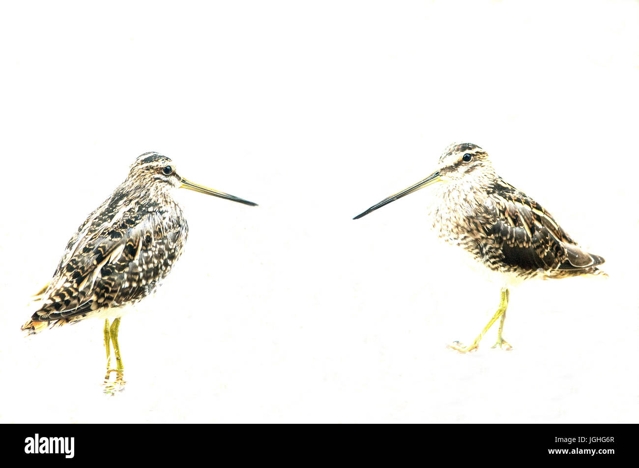 Snipe, bird; species; South American bird (Becassine) Common or ...