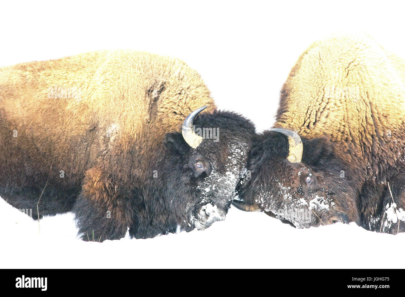 Bovidae Family Stock Photos & Bovidae Family Stock Images - Alamy