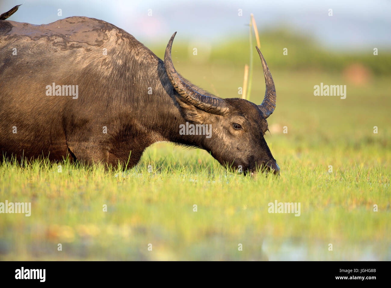 Domestic water buffalo inside hi-res stock photography and images - Alamy