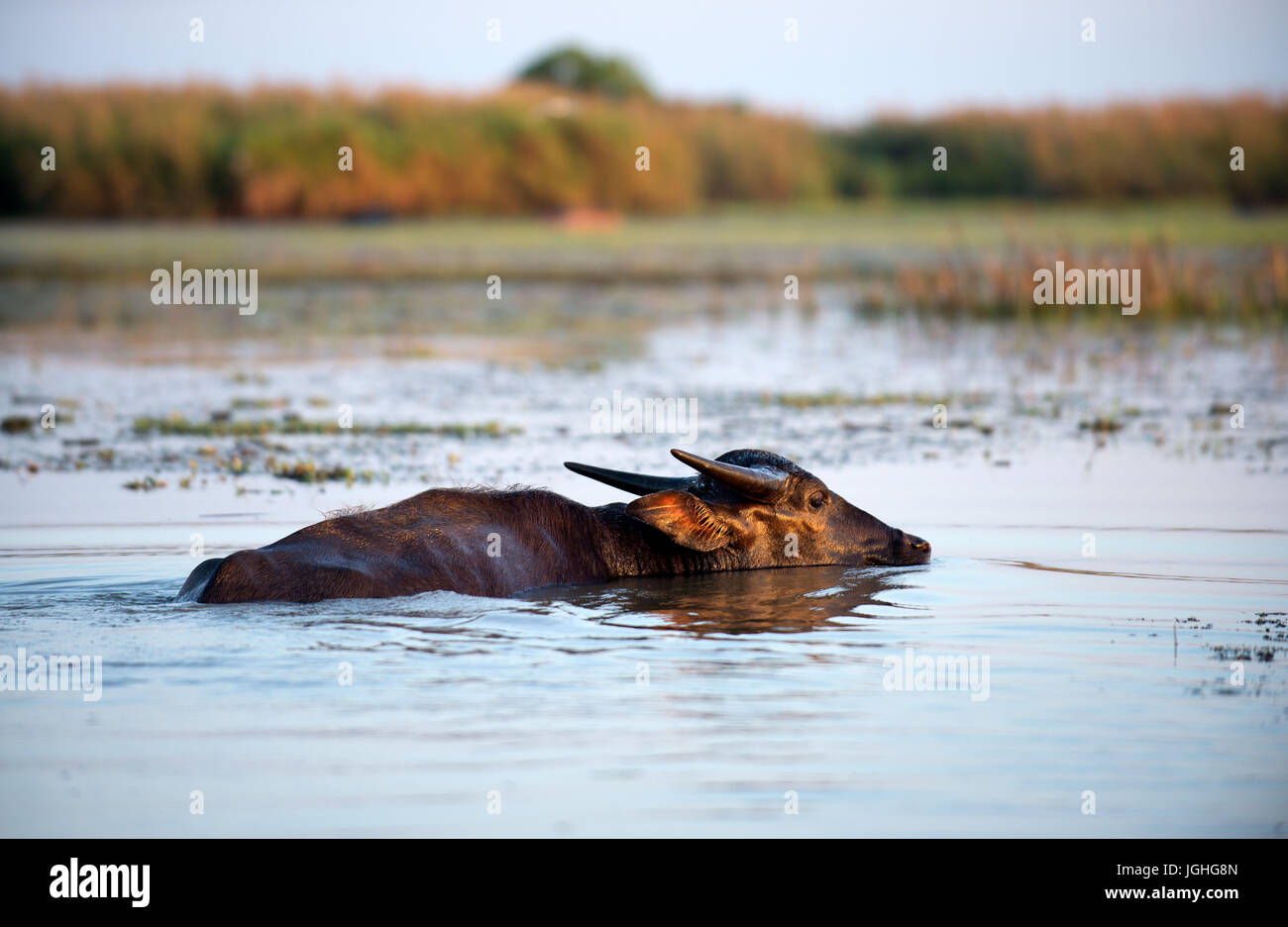 Domestic water buffalo inside hi-res stock photography and images - Alamy