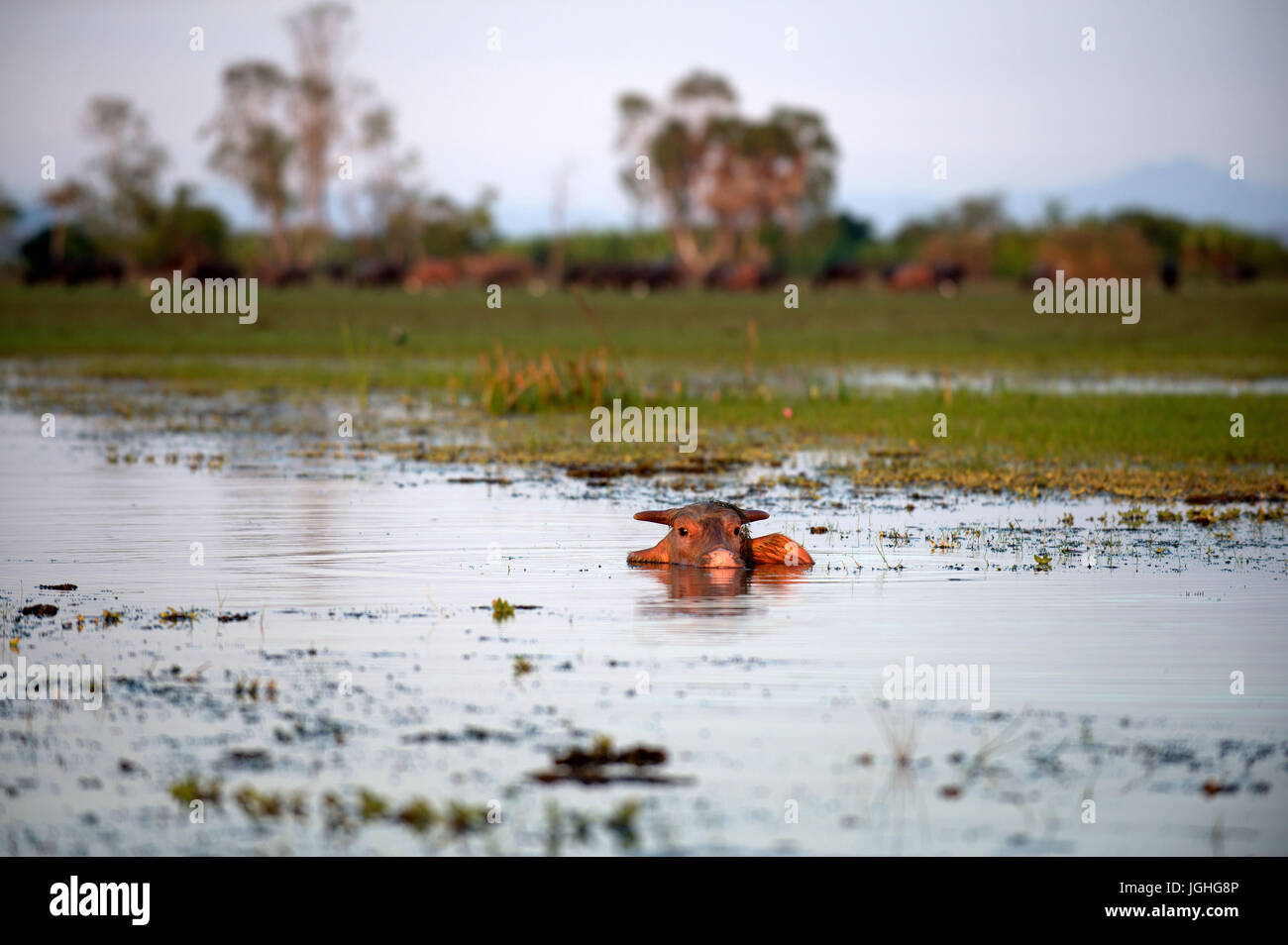 Domestic water buffalo inside hi-res stock photography and images - Alamy