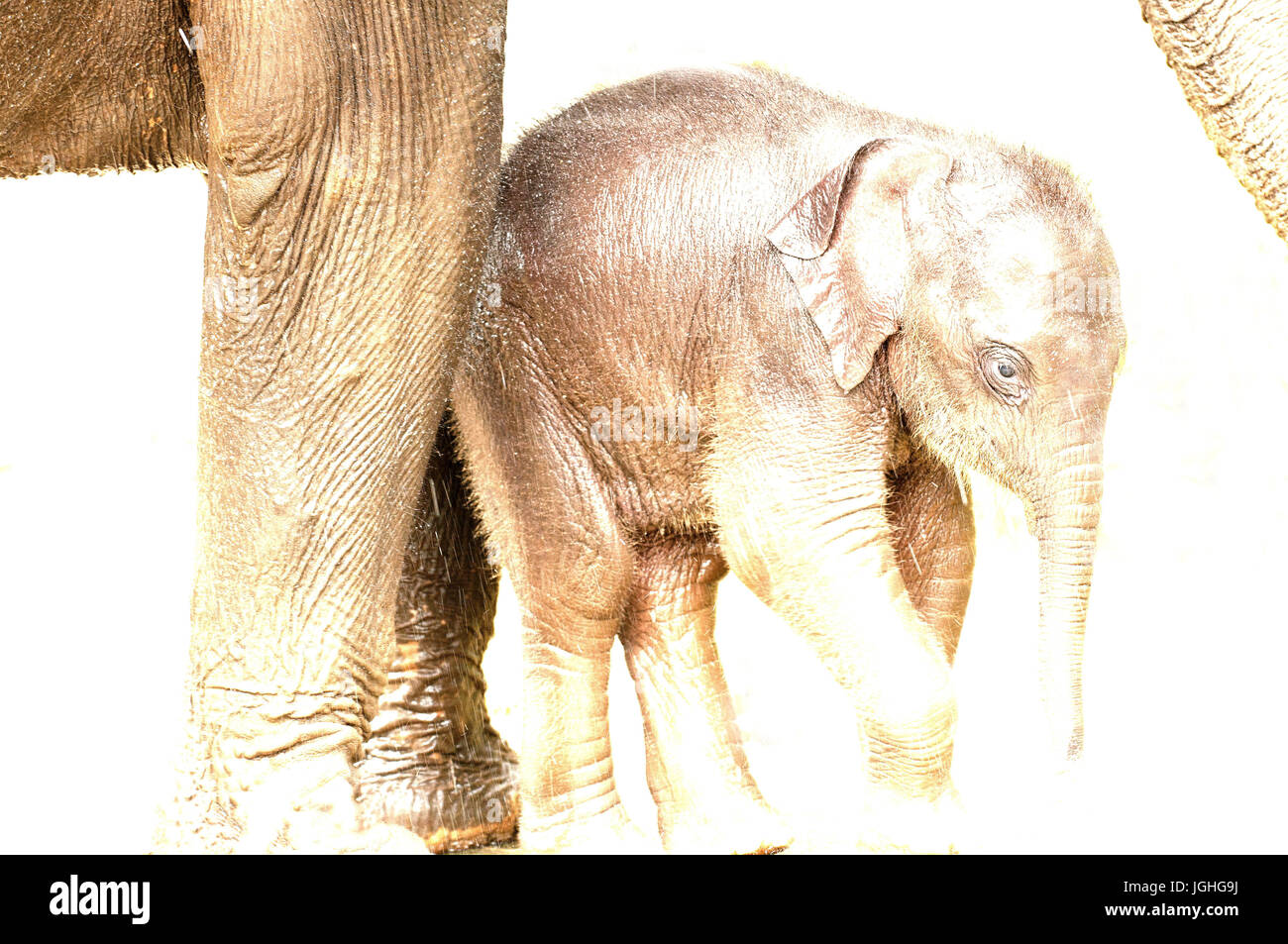 Elephant, Elephas maximus; Asian ElephantAsian Elephant (Elephantas ...