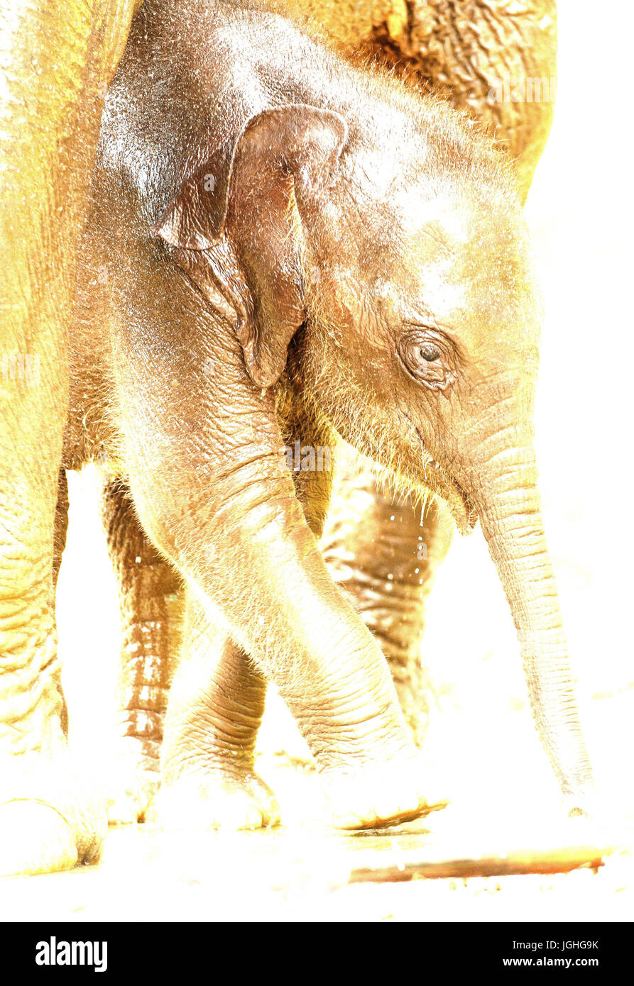 Elephant, Elephas maximus; Asian Elephant Asian Elephant (Elephantas ...