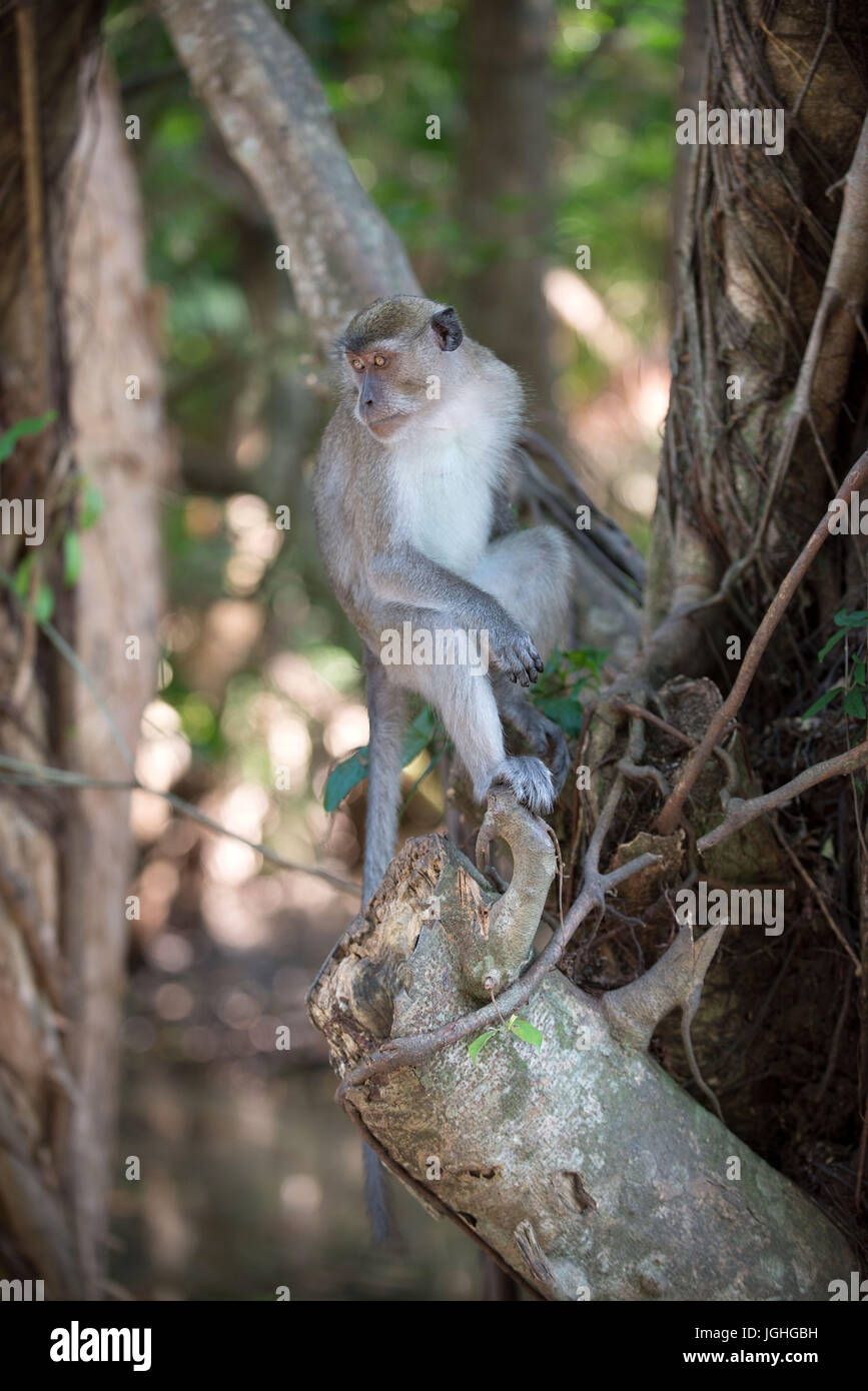 Crab-eating Macaque, Long-tailed Macaque (Macaca fascicularis ...