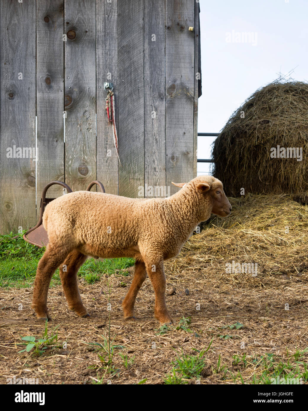 Lamb walking near barn, hay Stock Photo - Alamy