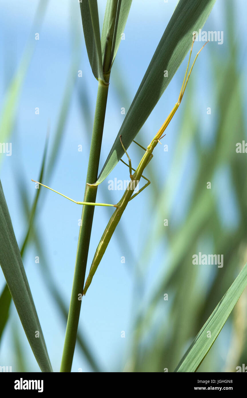 French stick Insect (Clonopsis gallica) Camargue - France // Phasme ...