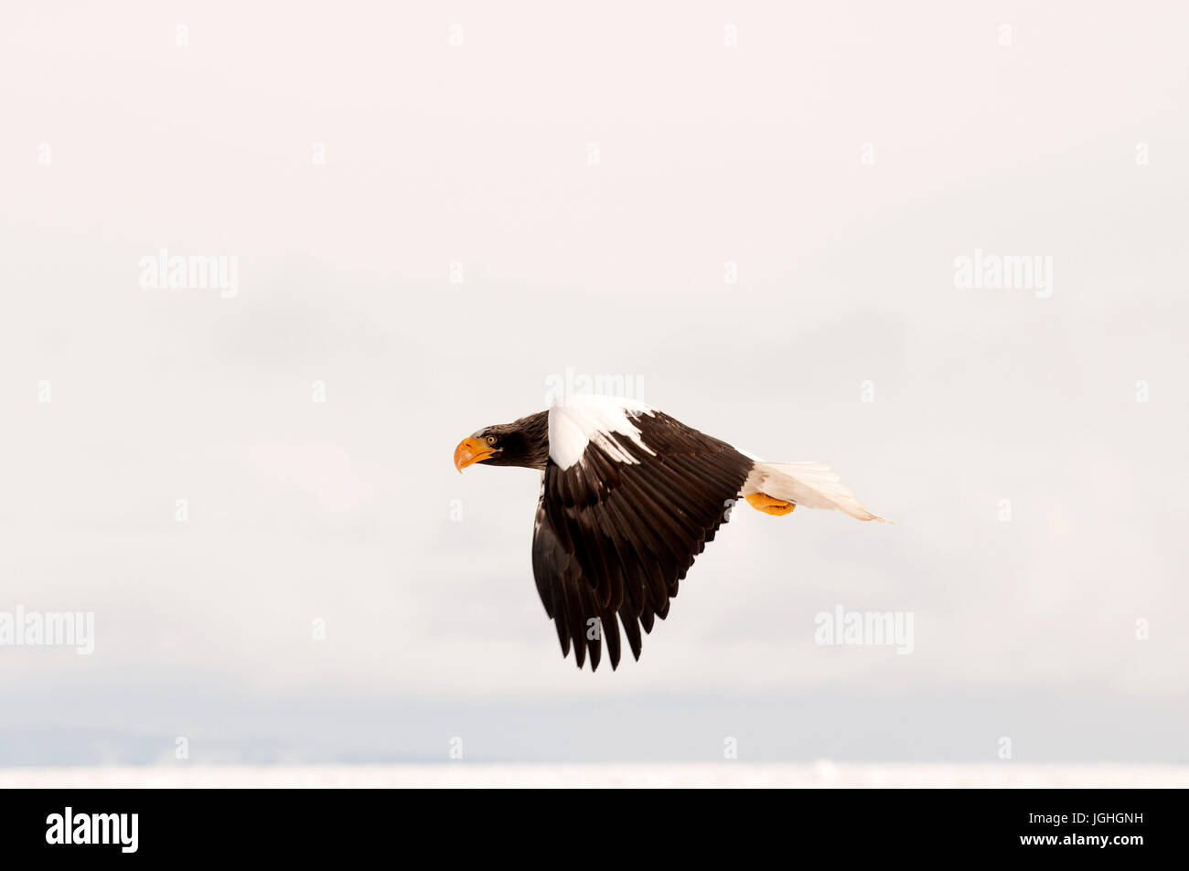 Haliaeetus pelagicus pygargue de steller aguia hi-res stock photography ...