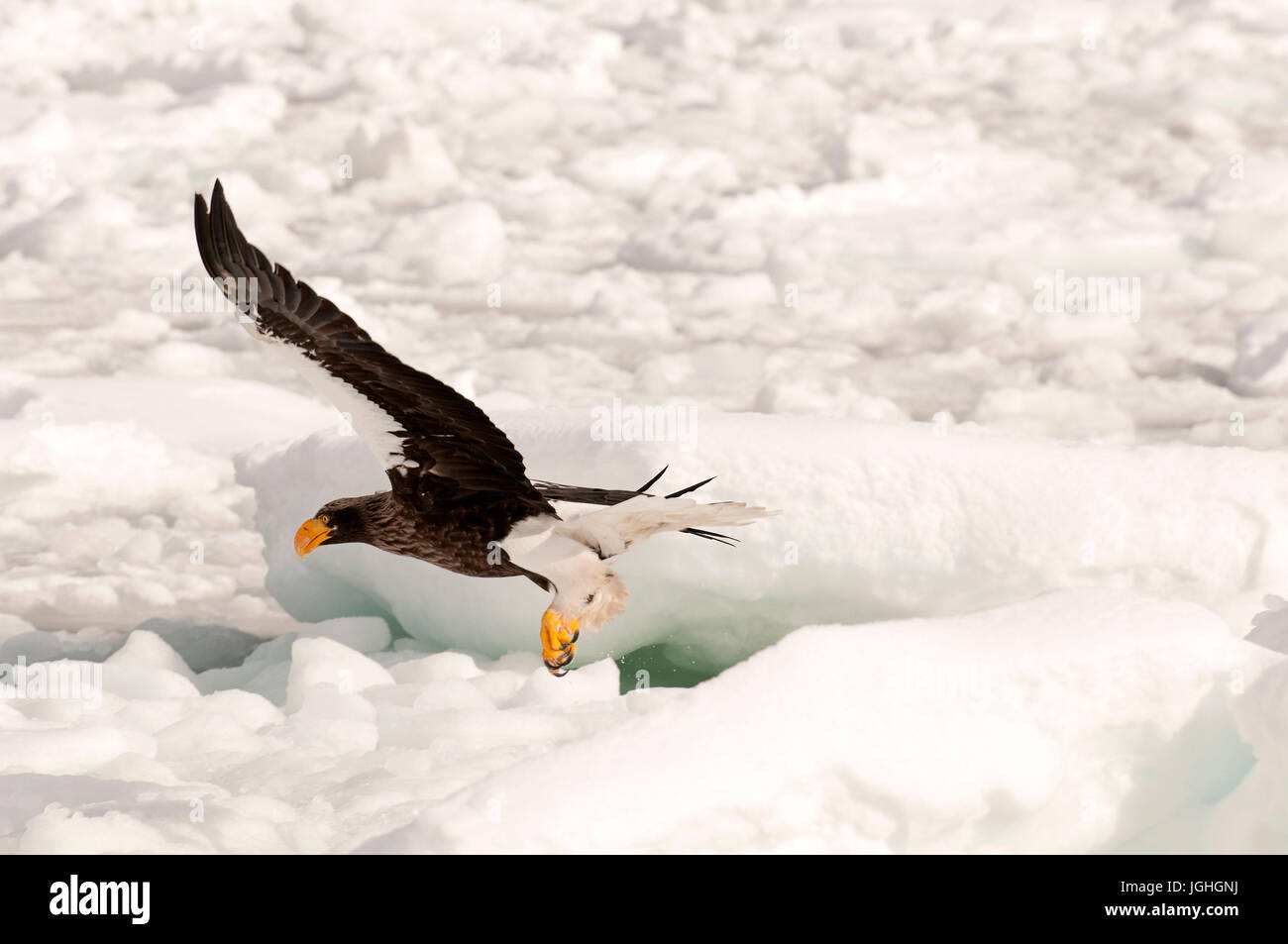 Haliaeetus Pelagicus Pygargue De Steller Aguia High Resolution Stock ...