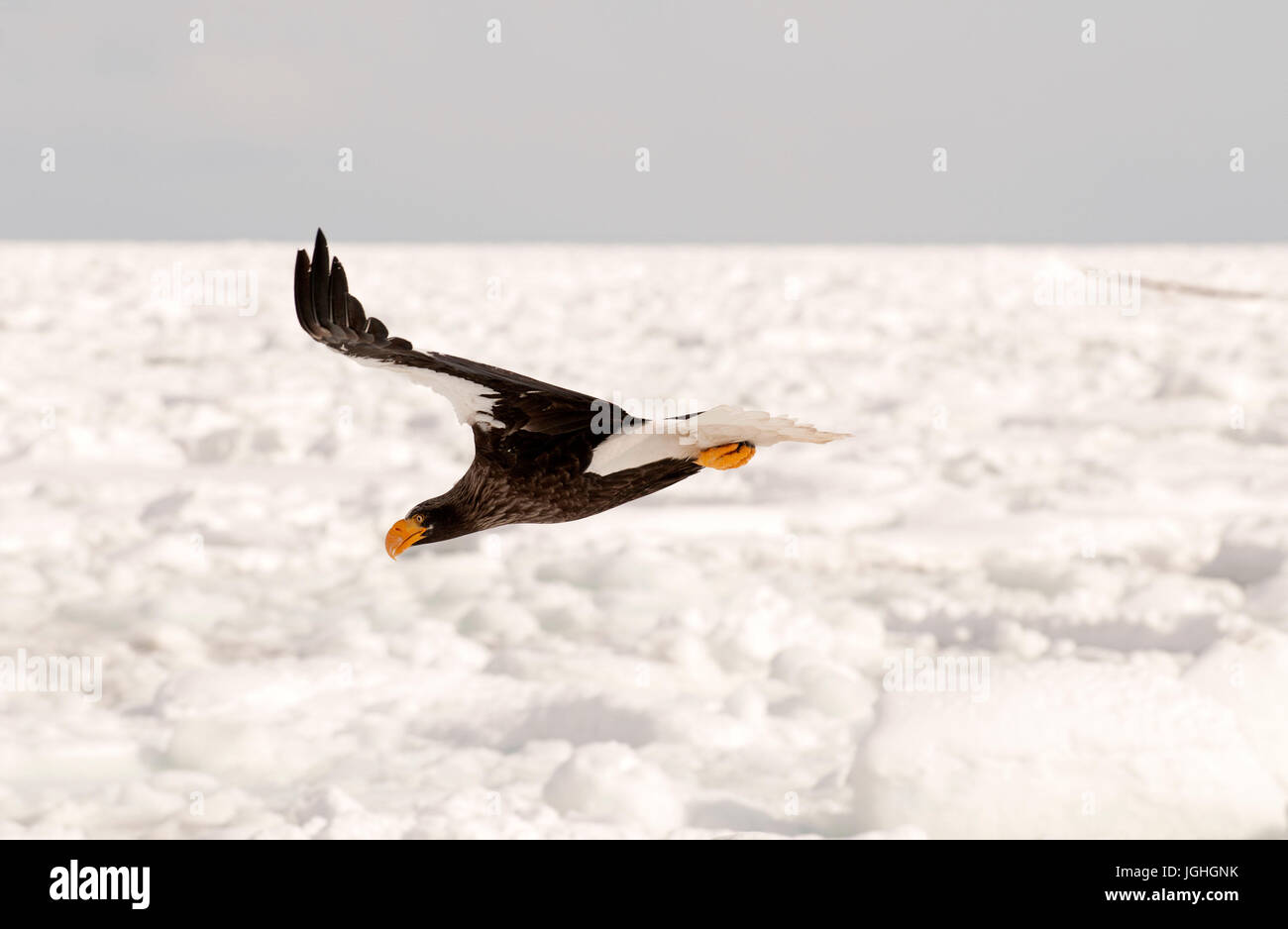 Haliaeetus Pelagicus Pygargue De Steller Aguia High Resolution Stock ...