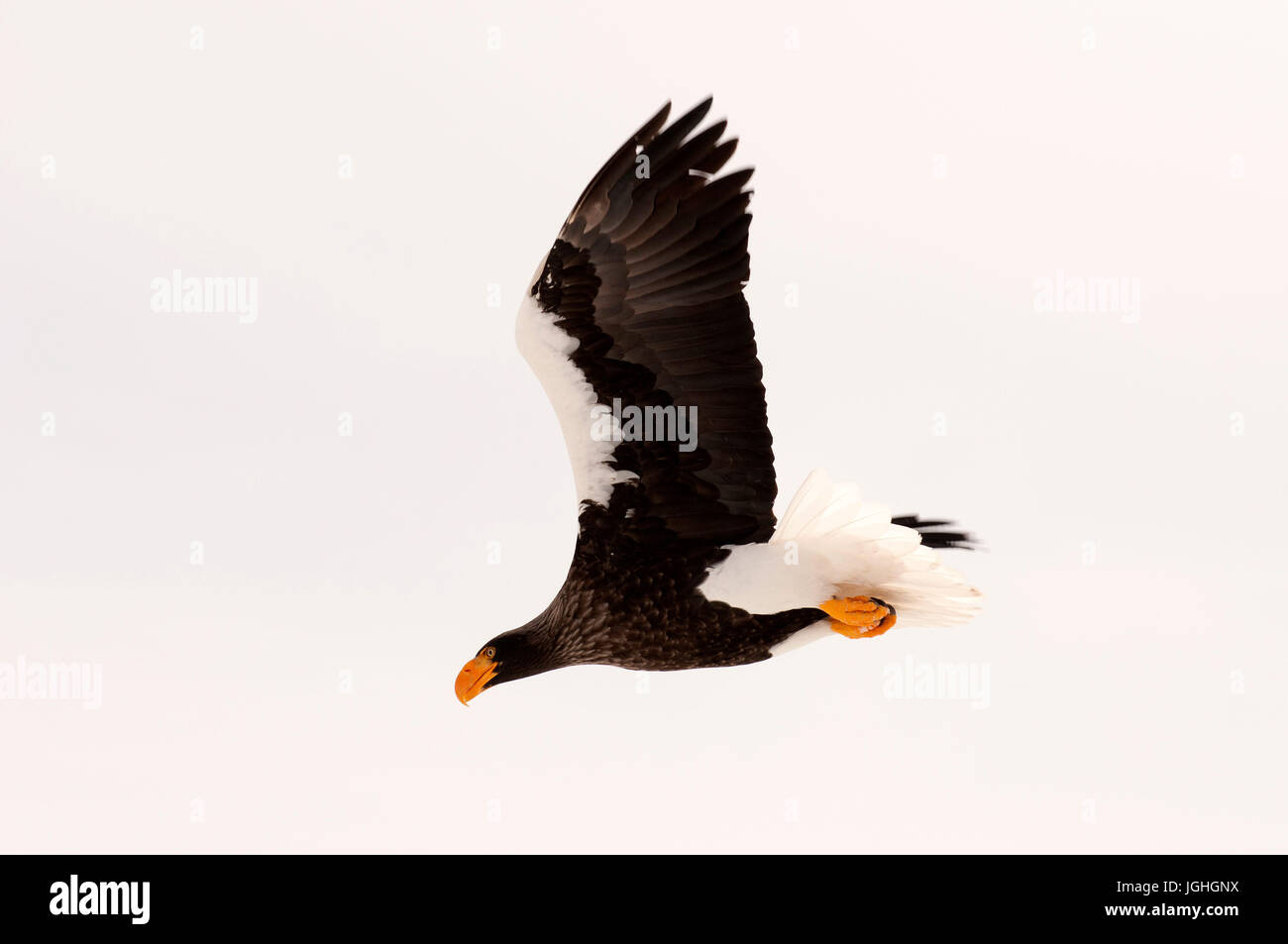 Haliaeetus Pelagicus Pygargue De Steller Aguia High Resolution Stock ...