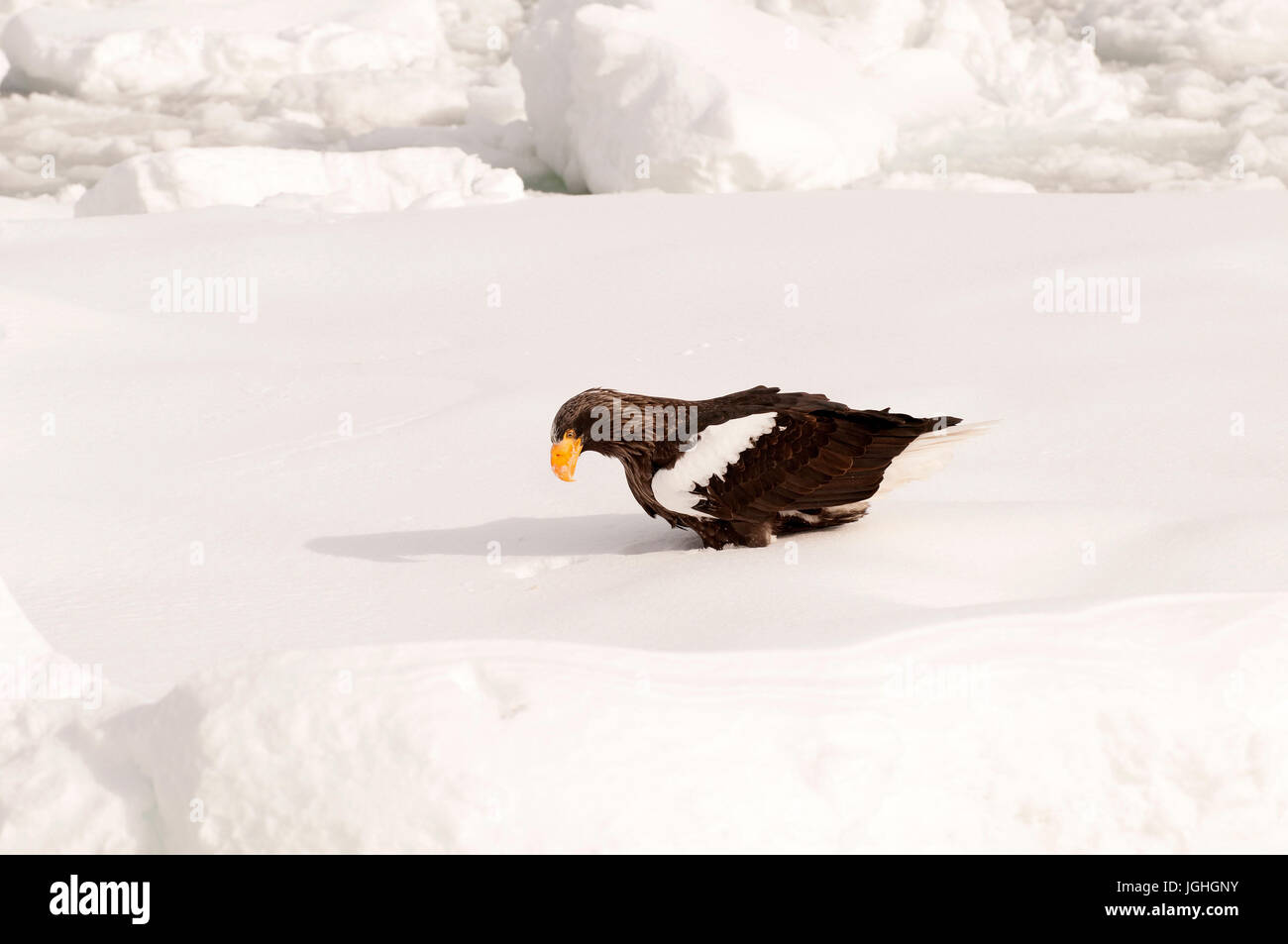 Haliaeetus pelagicus pygargue de steller aguia hi-res stock photography ...