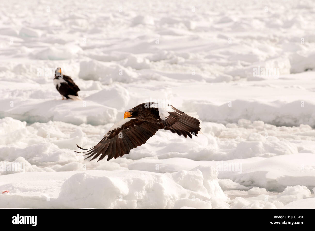 Steller's sea eagle (Haliaeetus pelagicus) flying, Russia Steller's ...