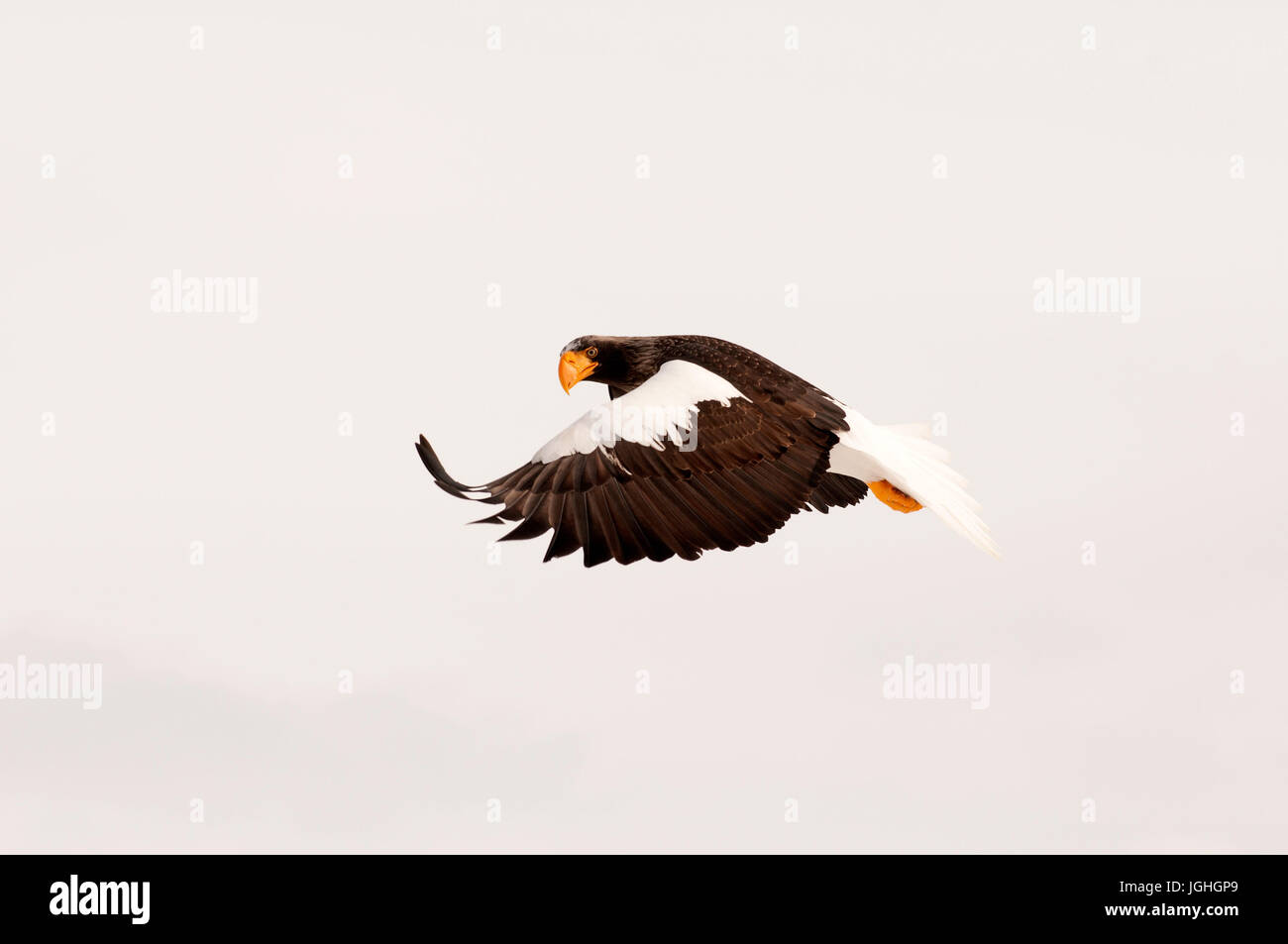 Haliaeetus Pelagicus Pygargue De Steller Aguia High Resolution Stock ...