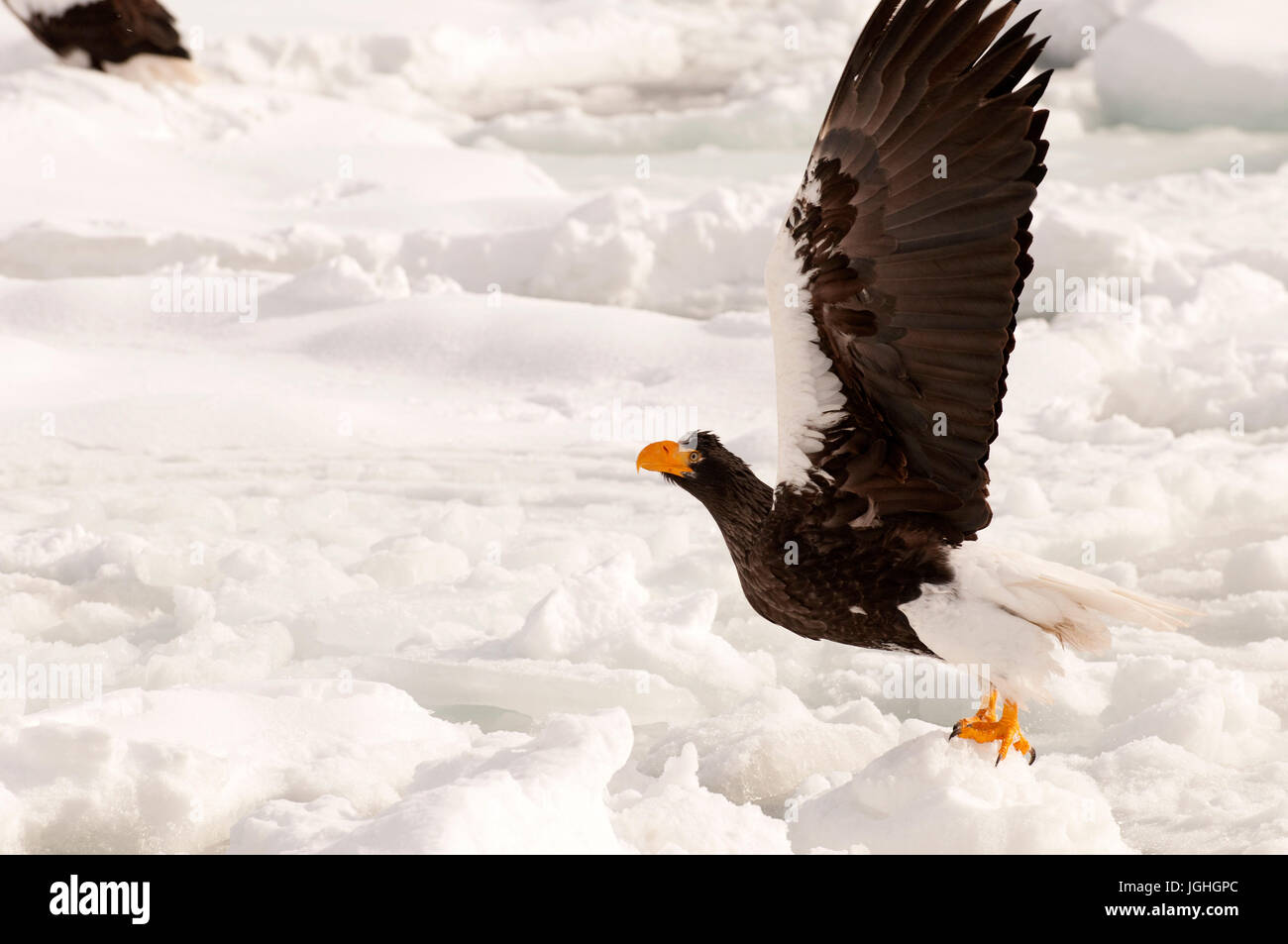 Steller's sea eagle (Haliaeetus pelagicus) on the pack, ready to take ...
