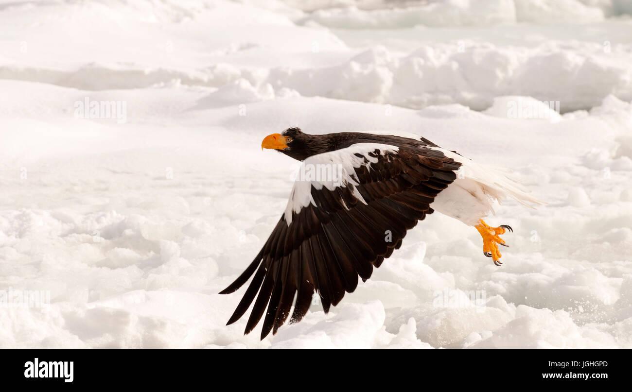 Steller's sea eagle (Haliaeetus pelagicus) on the pack, take-off ...