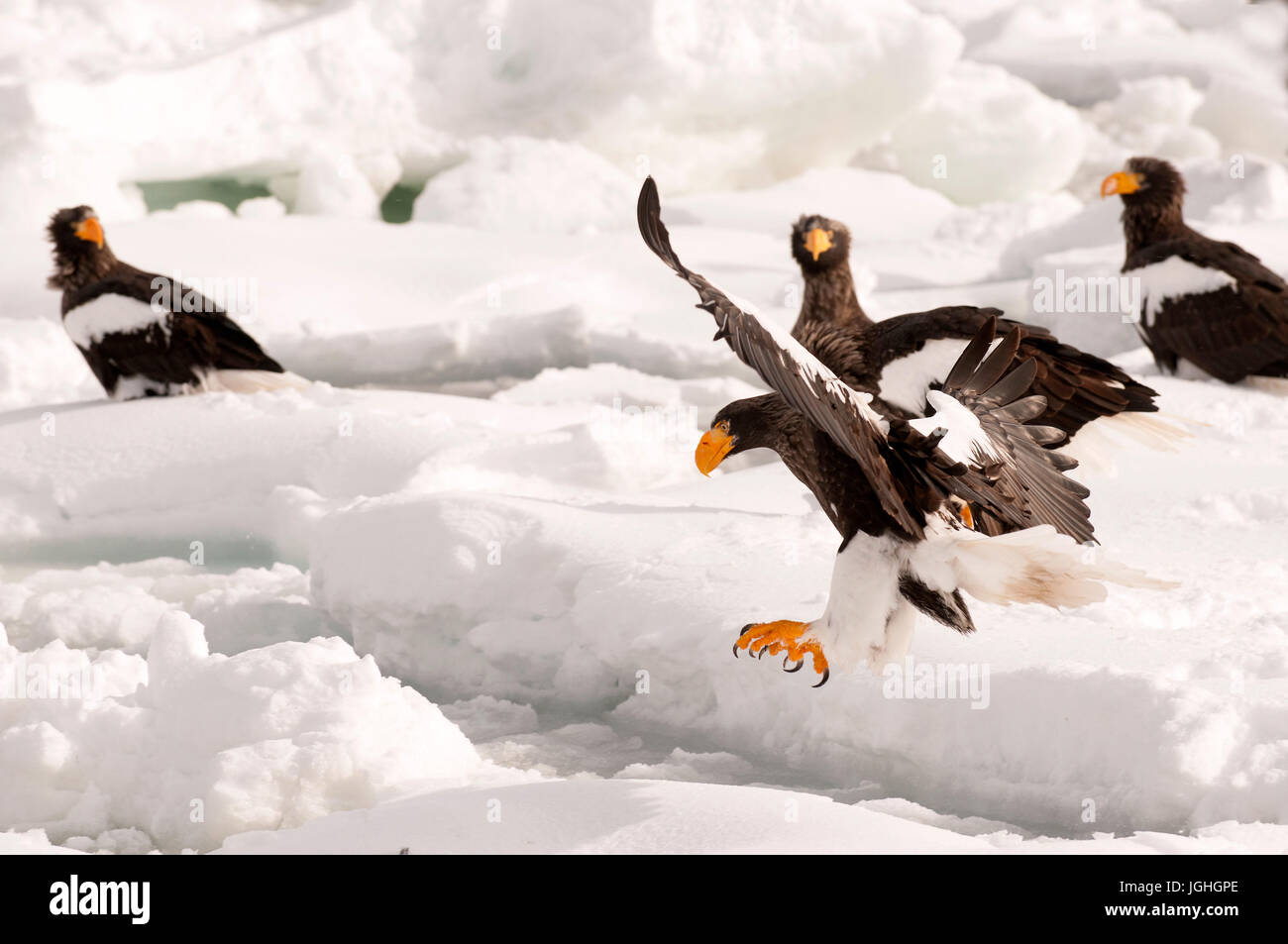 Steller's sea eagle (Haliaeetus pelagicus) flying, Russia Steller's ...