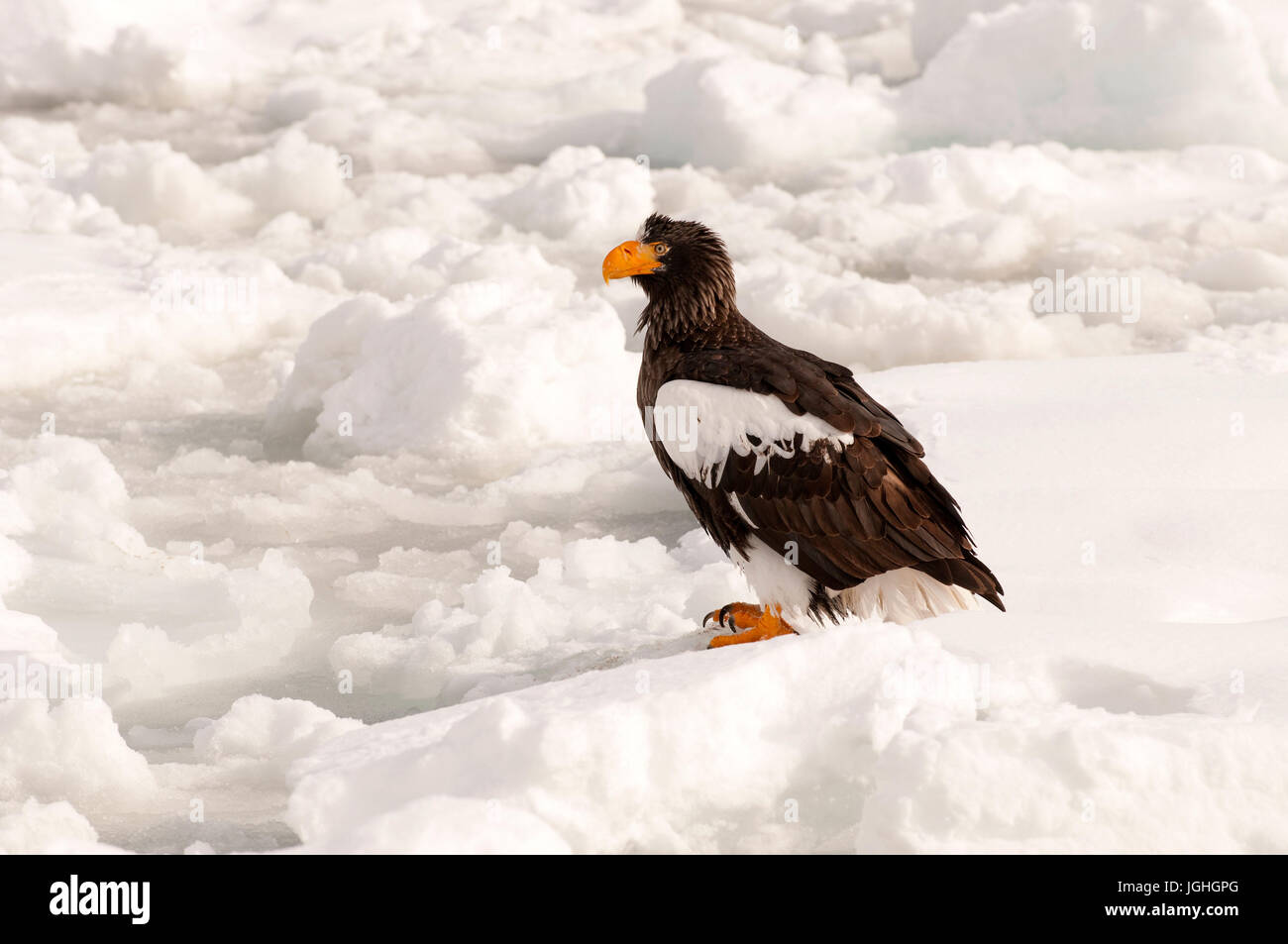 Steller's sea eagle (Haliaeetus pelagicus) on the pack, Russia Steller ...