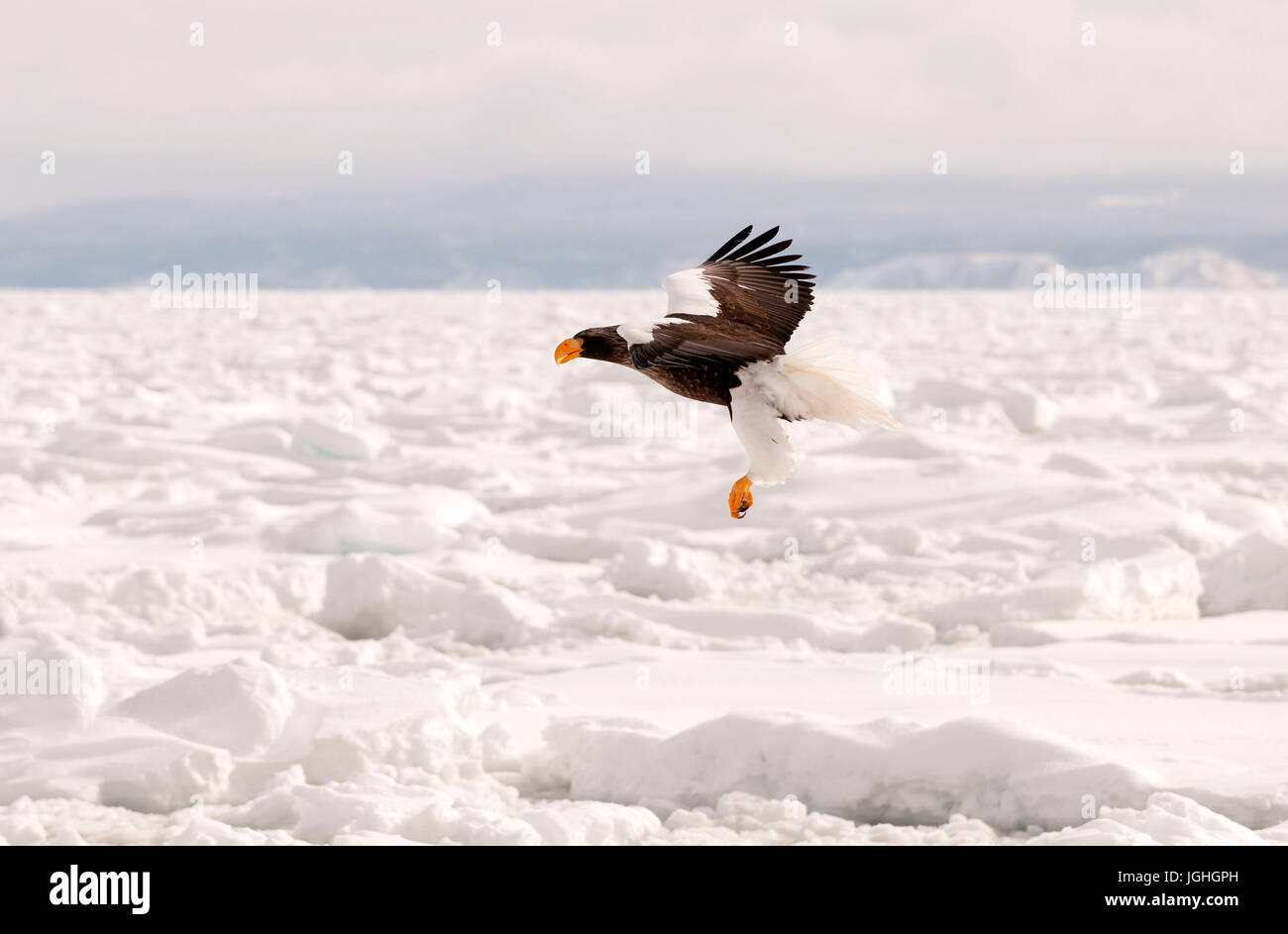 Steller's sea eagle (Haliaeetus pelagicus) flying, Russia Steller's ...