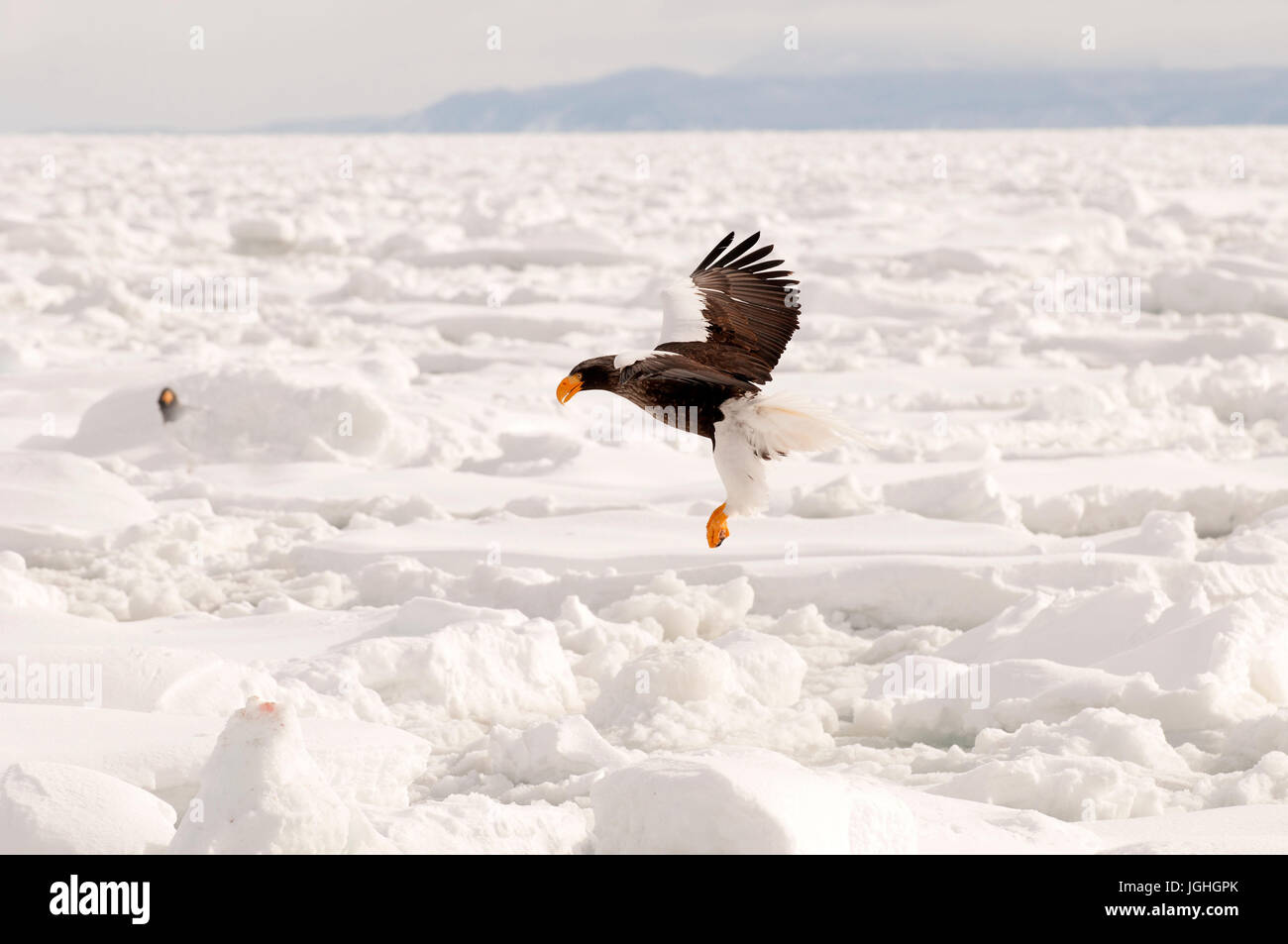 Steller's sea eagle (Haliaeetus pelagicus) flying, Russia Steller's ...