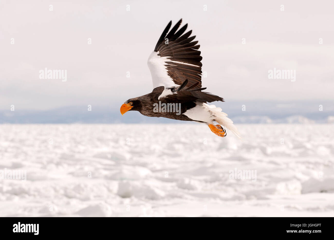 Steller's sea eagle (Haliaeetus pelagicus) flying, Russia Steller's ...