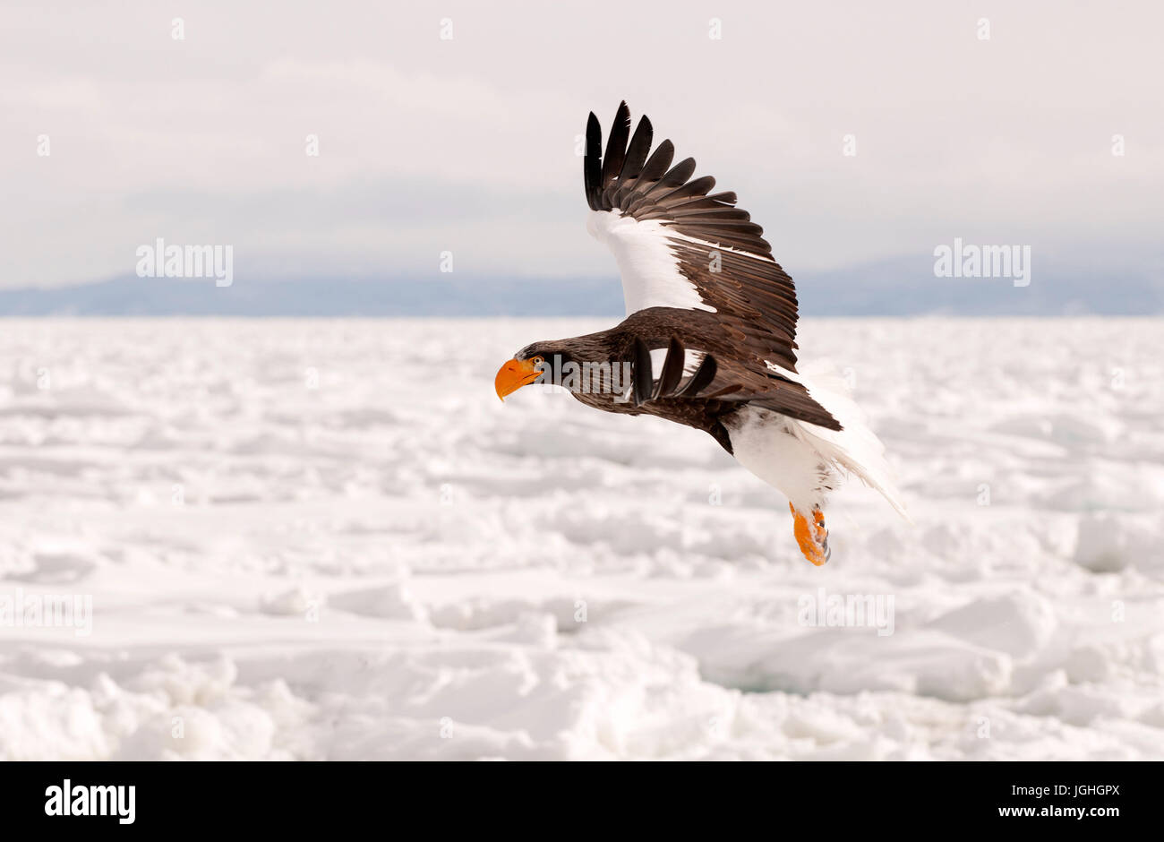 Haliaeetus Pelagicus Pygargue De Steller Aguia High Resolution Stock ...