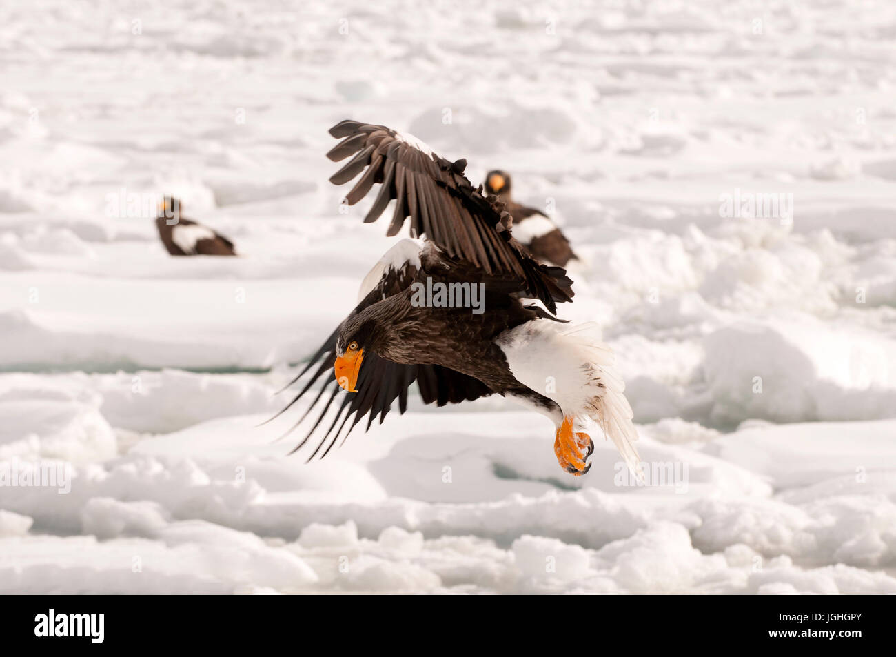 Steller's sea eagle (Haliaeetus pelagicus) flying, Russia Steller's ...