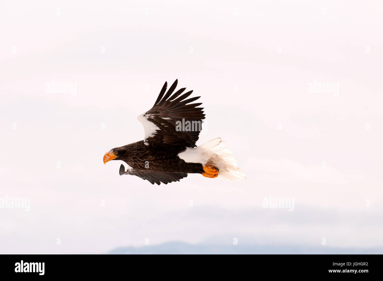 Haliaeetus Pelagicus Pygargue De Steller Aguia High Resolution Stock ...