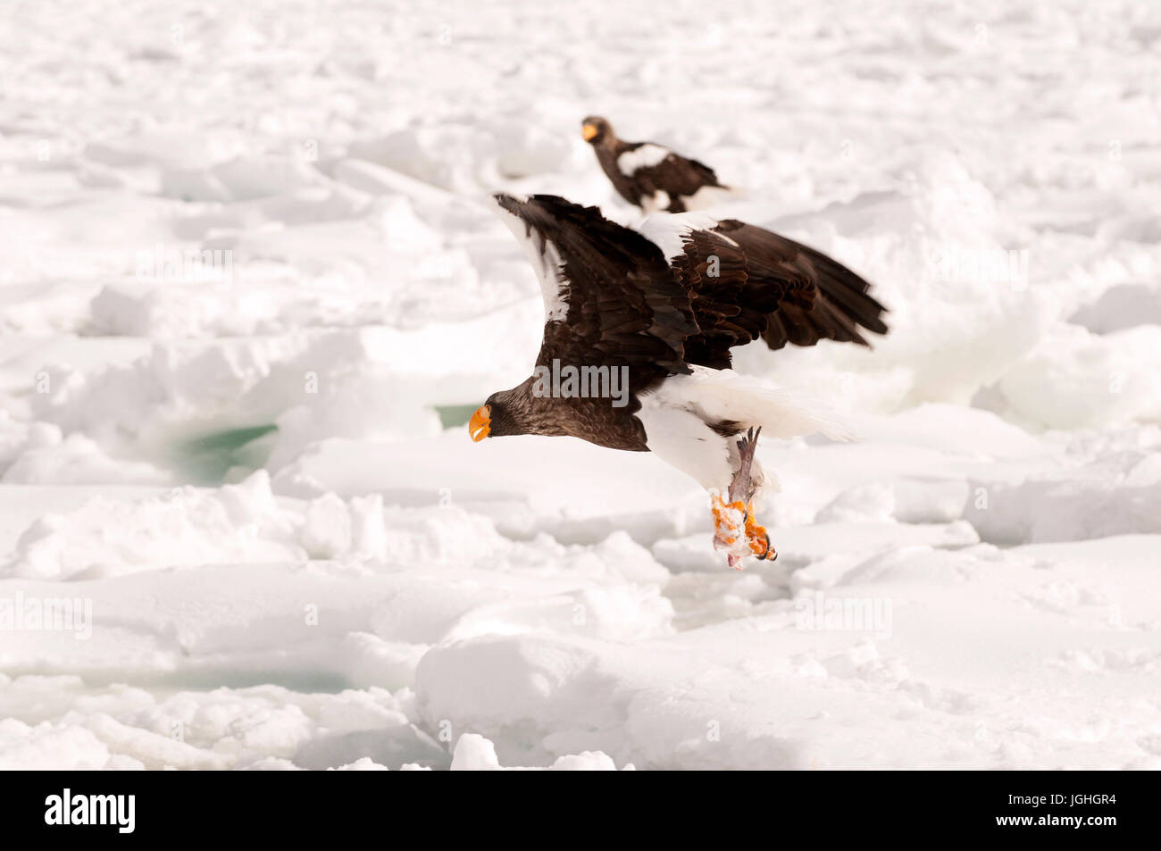 Steller's sea eagle (Haliaeetus pelagicus) on the pack, take-off with ...