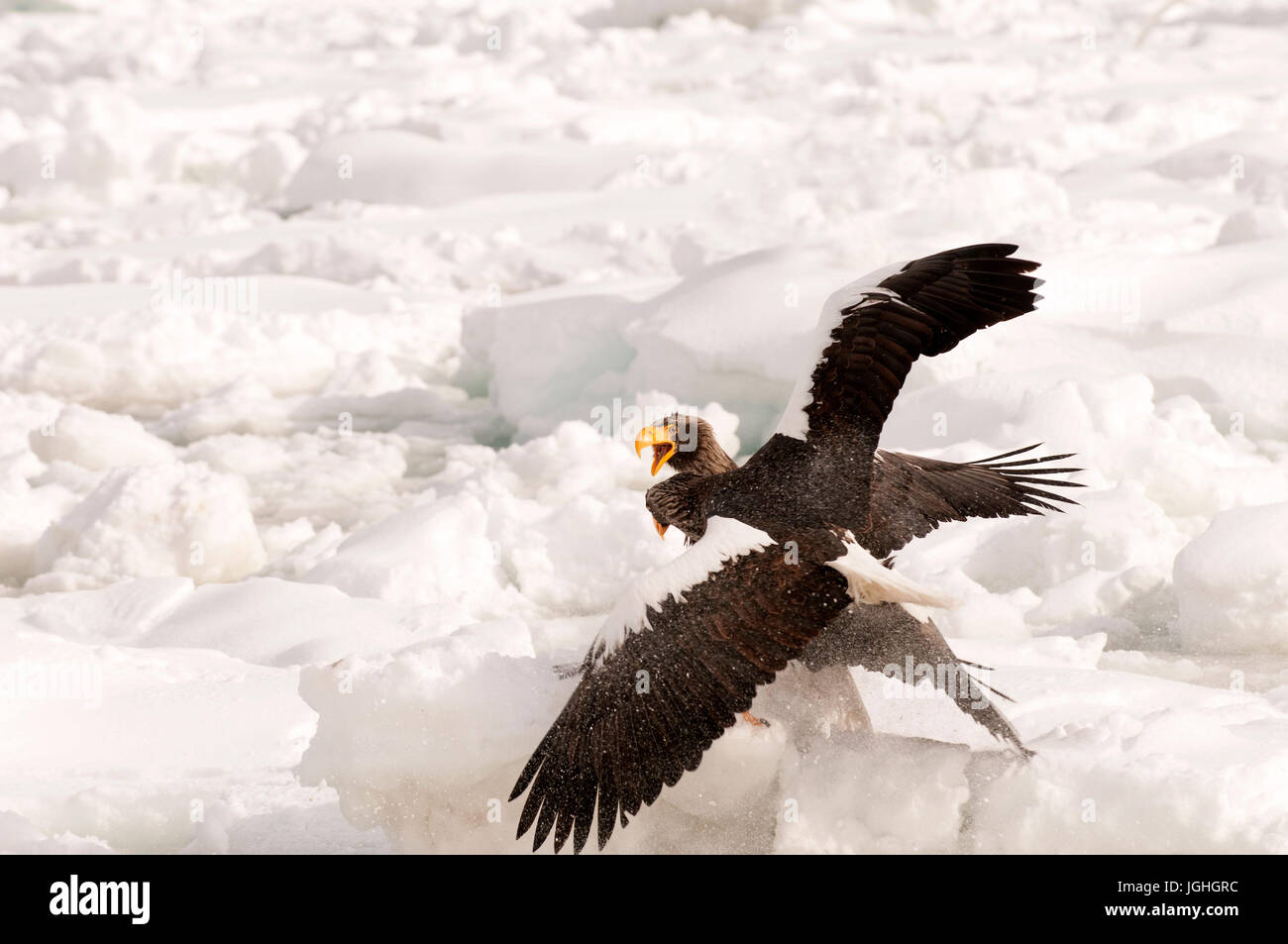 Haliaeetus pelagicus pygargue de steller aguia hi-res stock photography ...