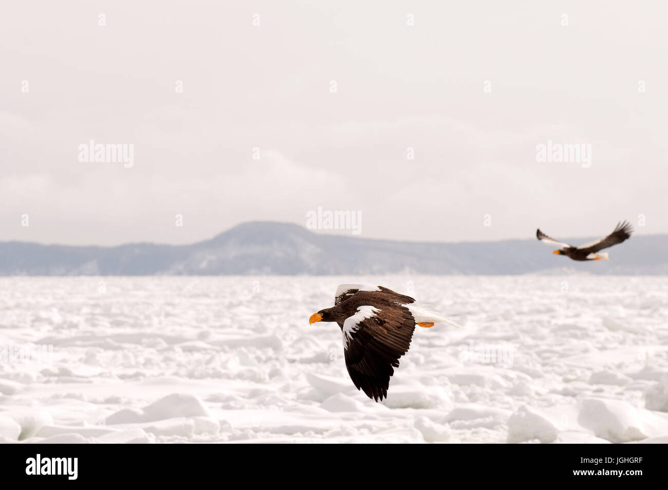 Steller's sea eagle (Haliaeetus pelagicus) flying, Russia Steller's ...
