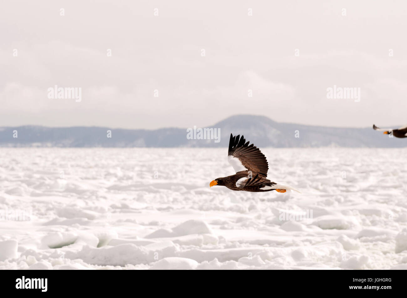 Haliaeetus Pelagicus Pygargue De Steller Aguia High Resolution Stock ...