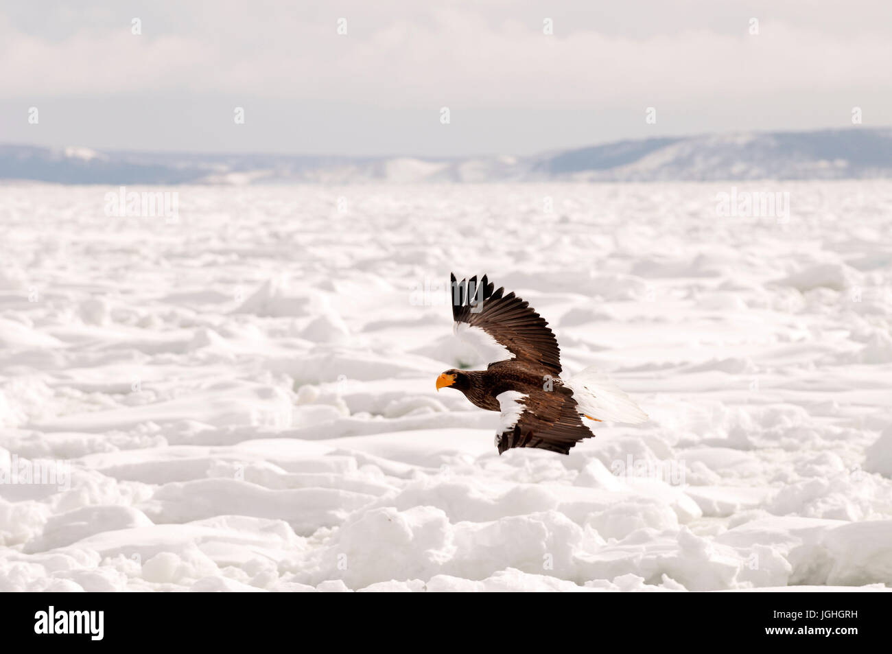 Steller's sea eagle (Haliaeetus pelagicus) flying, Russia Steller's ...