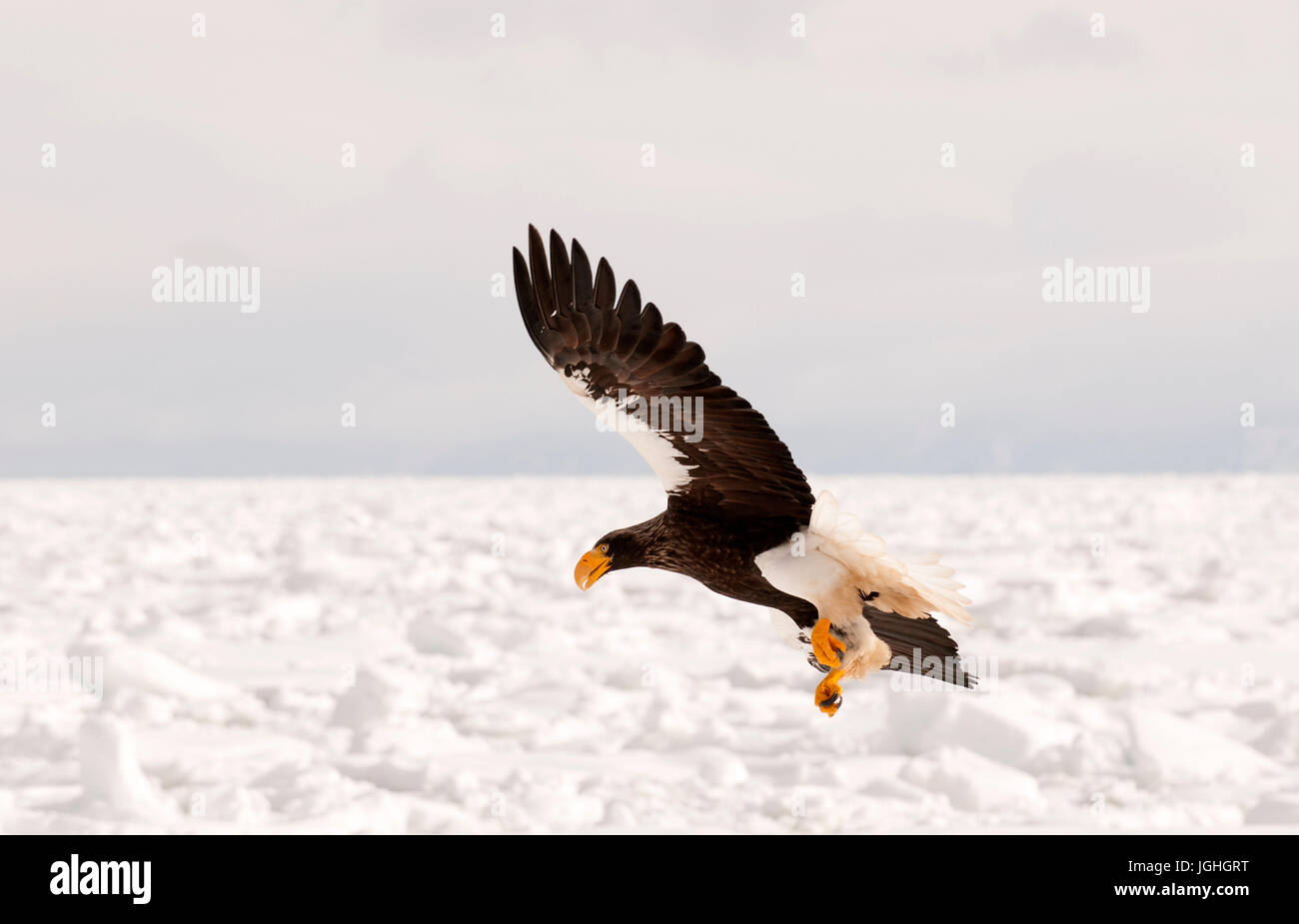 Steller's sea eagle (Haliaeetus pelagicus) flying, Russia Steller's ...