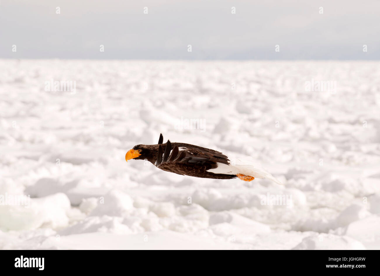 Steller's sea eagle (Haliaeetus pelagicus) flying, Russia Steller's ...