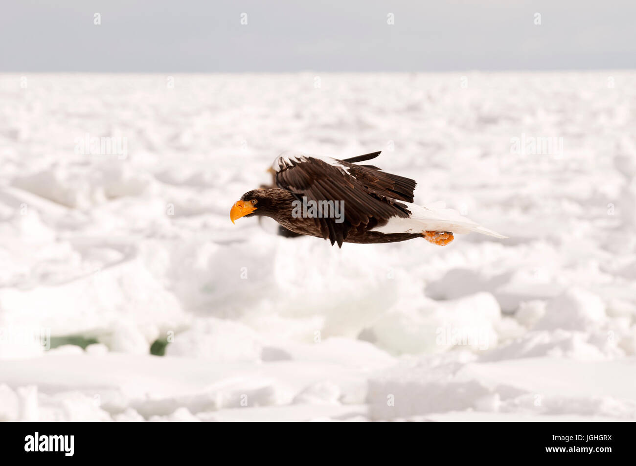 Steller's sea eagle (Haliaeetus pelagicus) flying, Russia Steller's ...