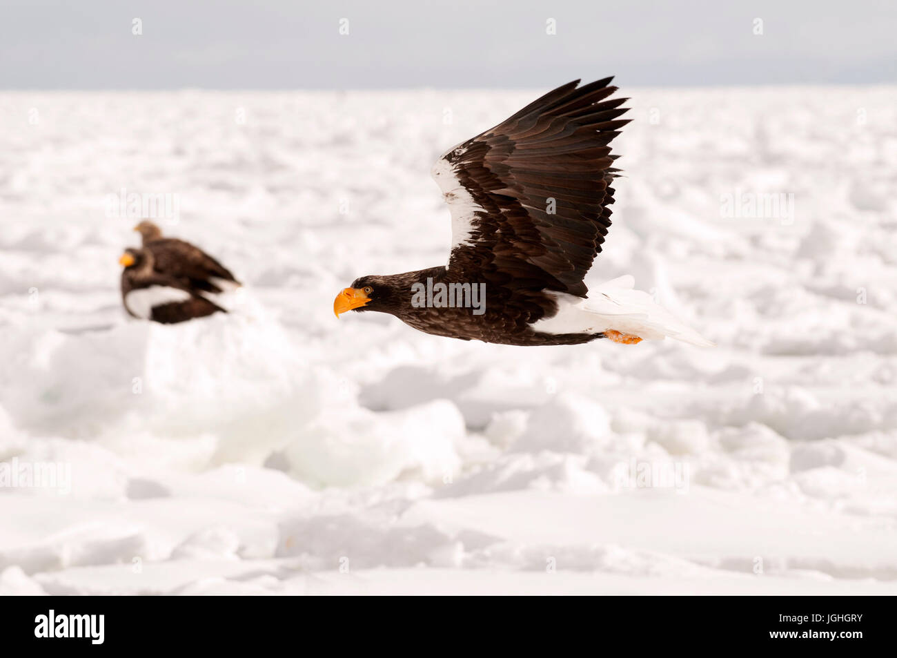 Steller's sea eagle (Haliaeetus pelagicus) flying, Russia Steller's ...