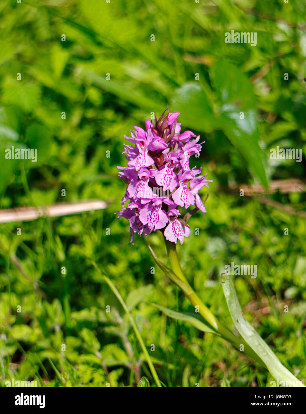 Grassland Marsh Nature Flower High Resolution Stock Photography and ...