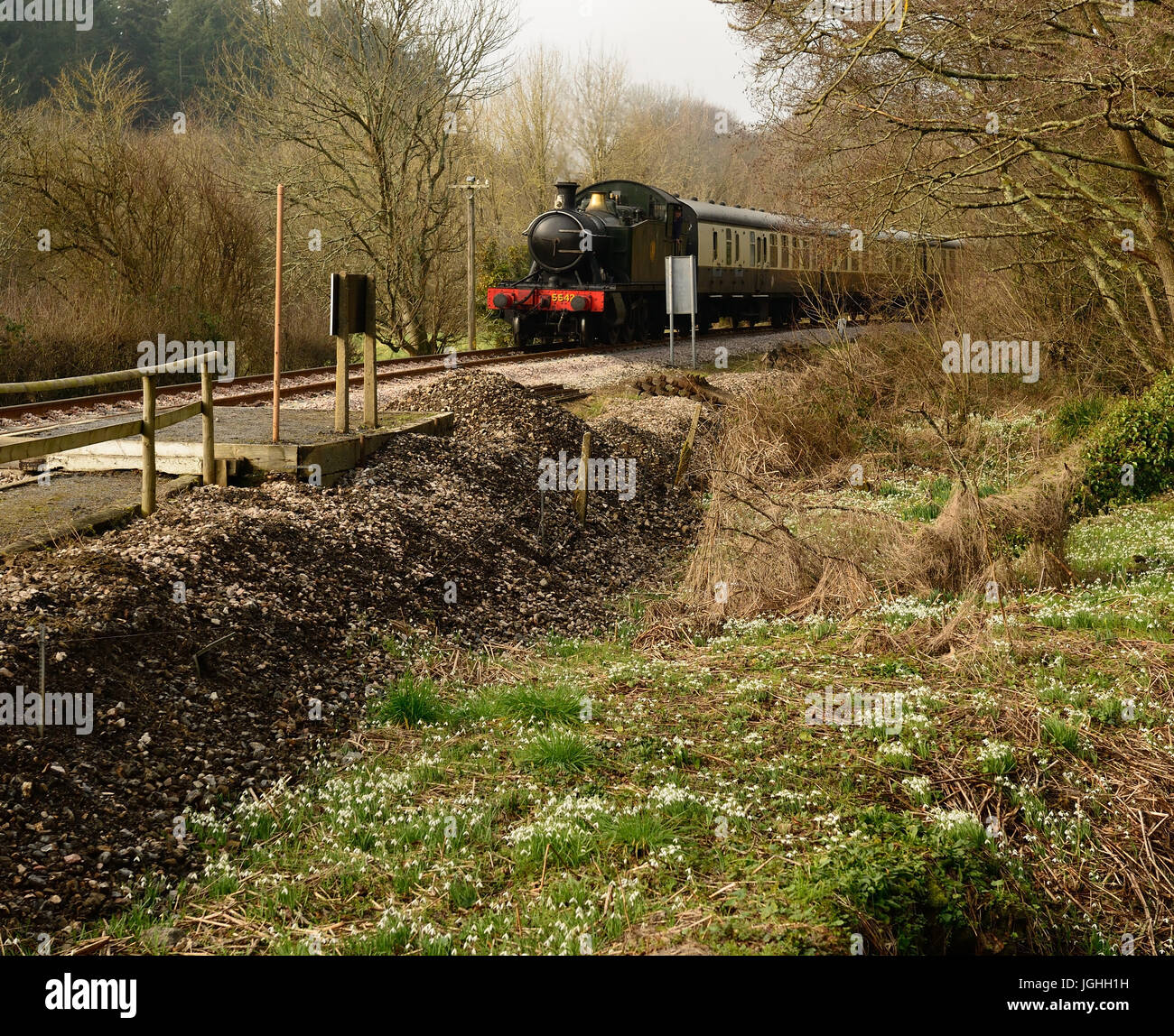 Snowdrops are in bloom beside the South Devon Railway at Nappers Halt ...