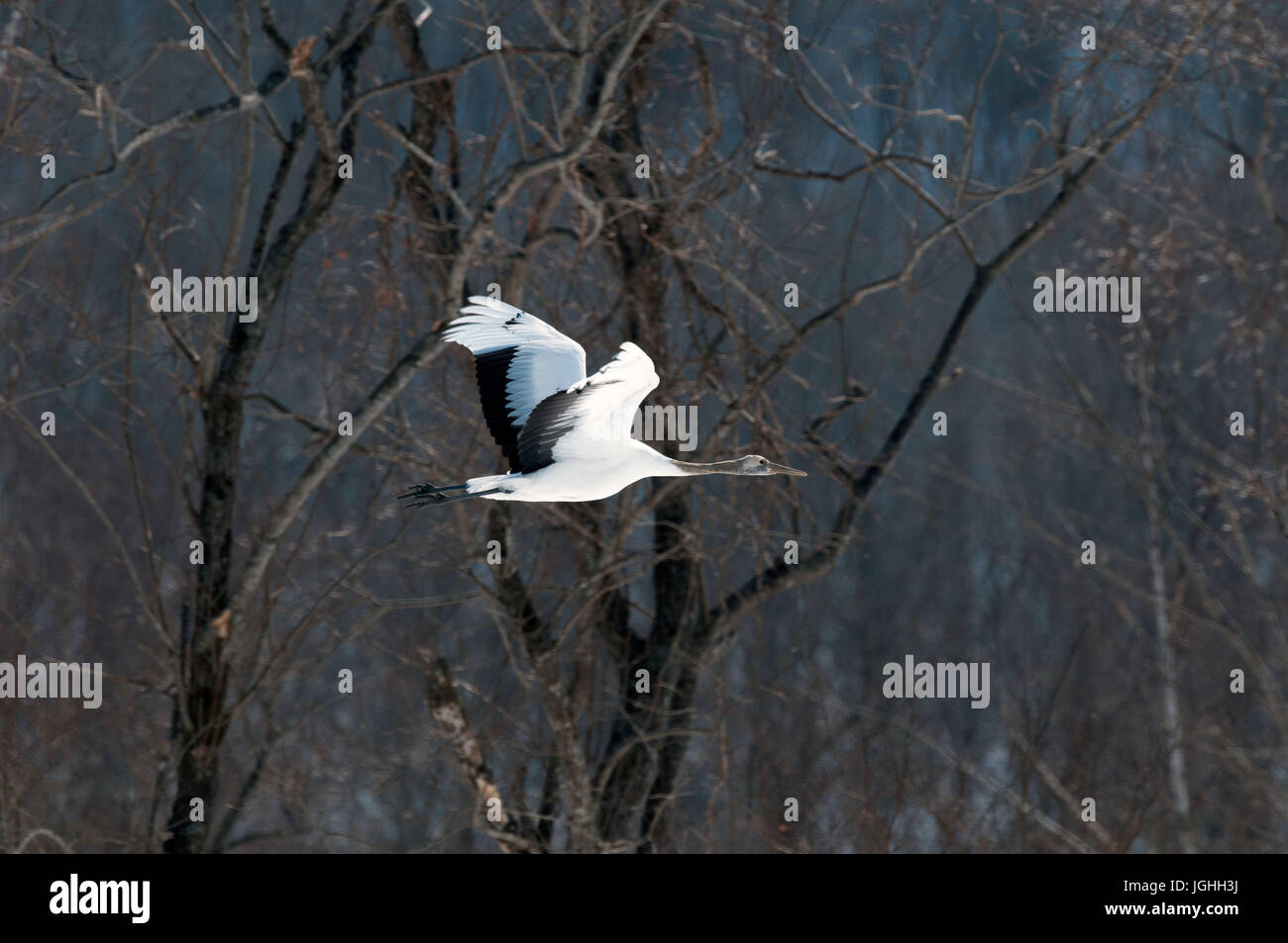 Japanese crane, Red-crowned crane (Grus japonensis), young flying ...