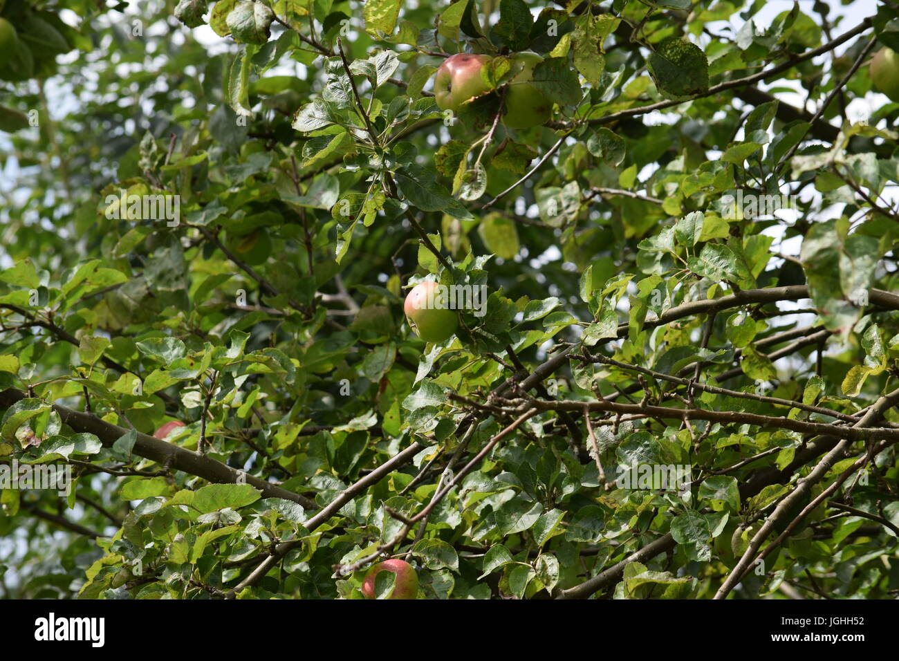 bountiful apple tree Stock Photo - Alamy