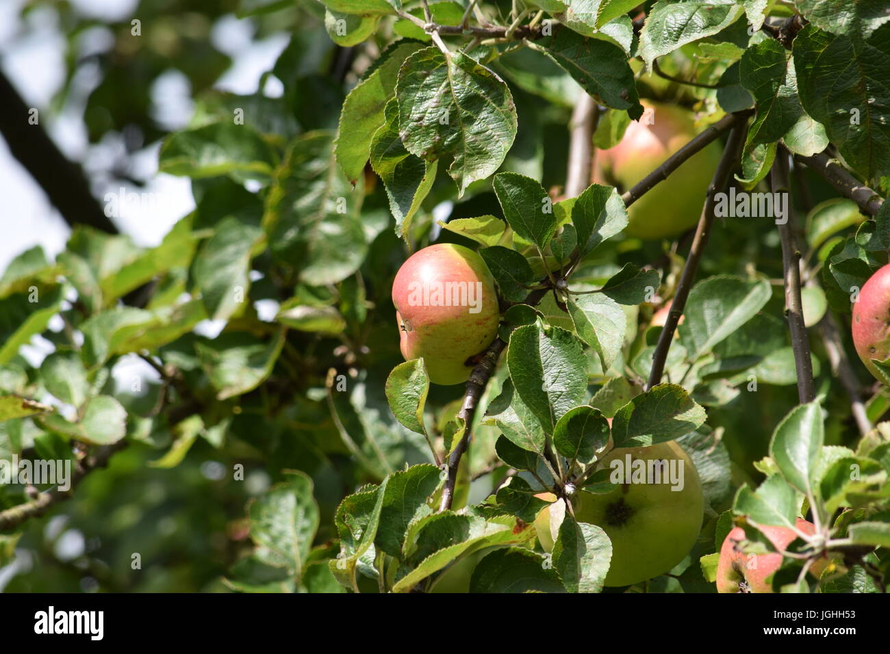 Apple tree in sunshine Stock Photo - Alamy