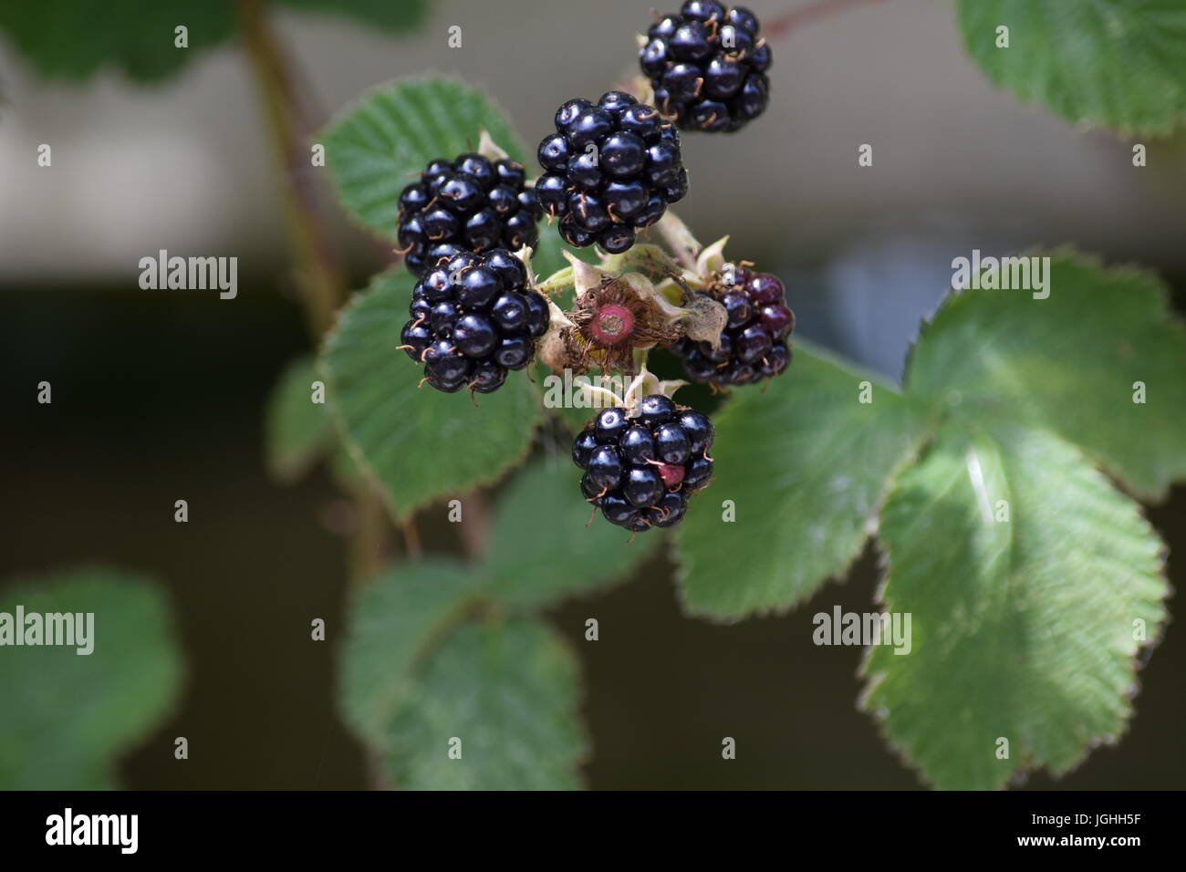 Brambles vine hi-res stock photography and images - Alamy