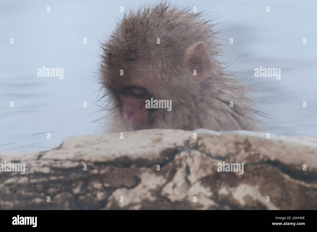 Japanese macaque or snow japanese monkey, baby, in onsen (Macaca ...
