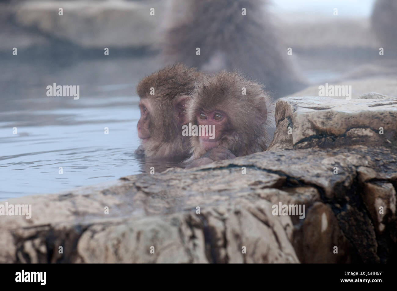 Japanese macaque or snow japanese monkey, baby, in onsen, playing with ...