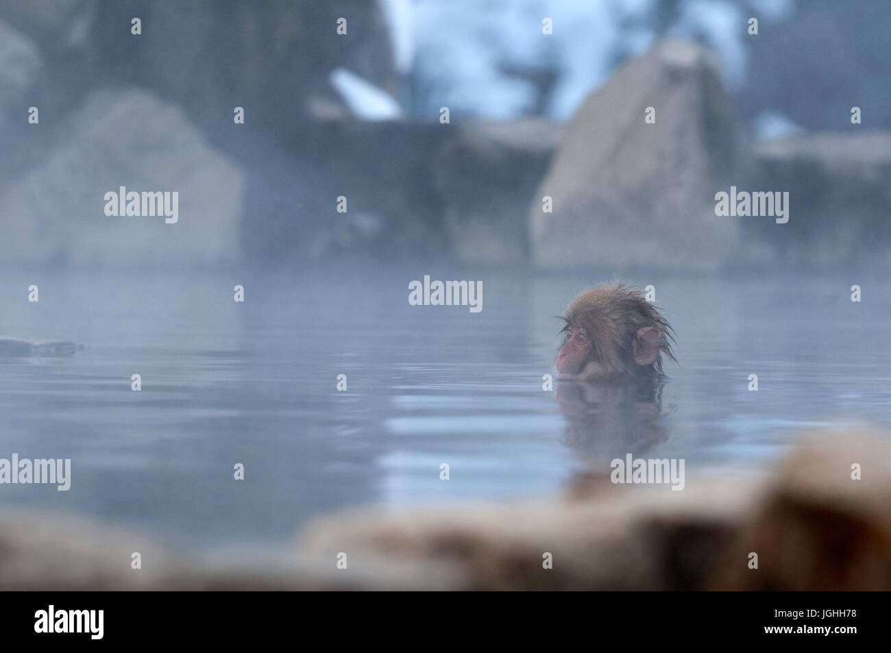Japanese macaque or snow japanese monkey, baby, in onsen (Macaca ...