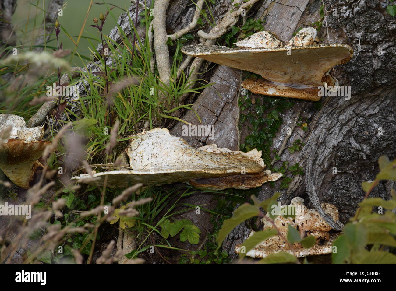 Polyporus squamosus, Dryad's Saddle fungus on beech tree Stock Photo ...