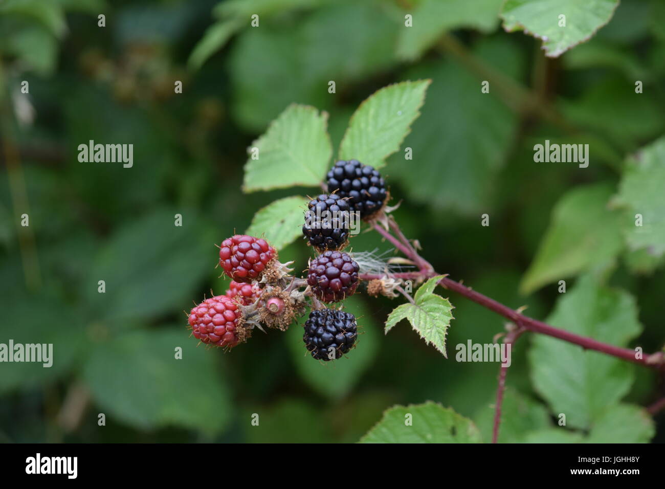 blackberry on the vine Stock Photo - Alamy