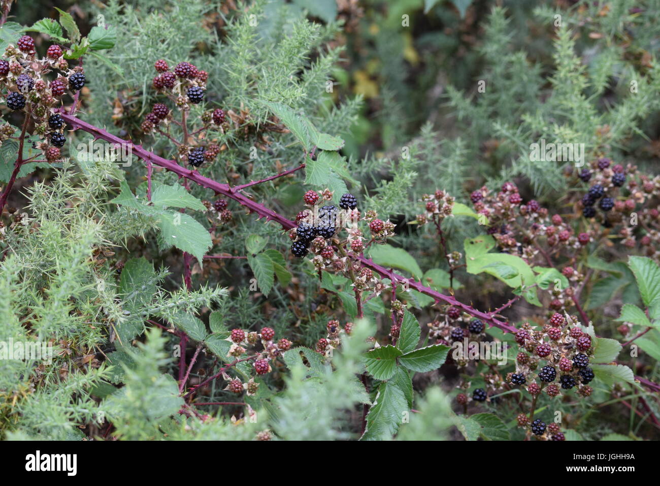 Bramble patch hi-res stock photography and images - Alamy