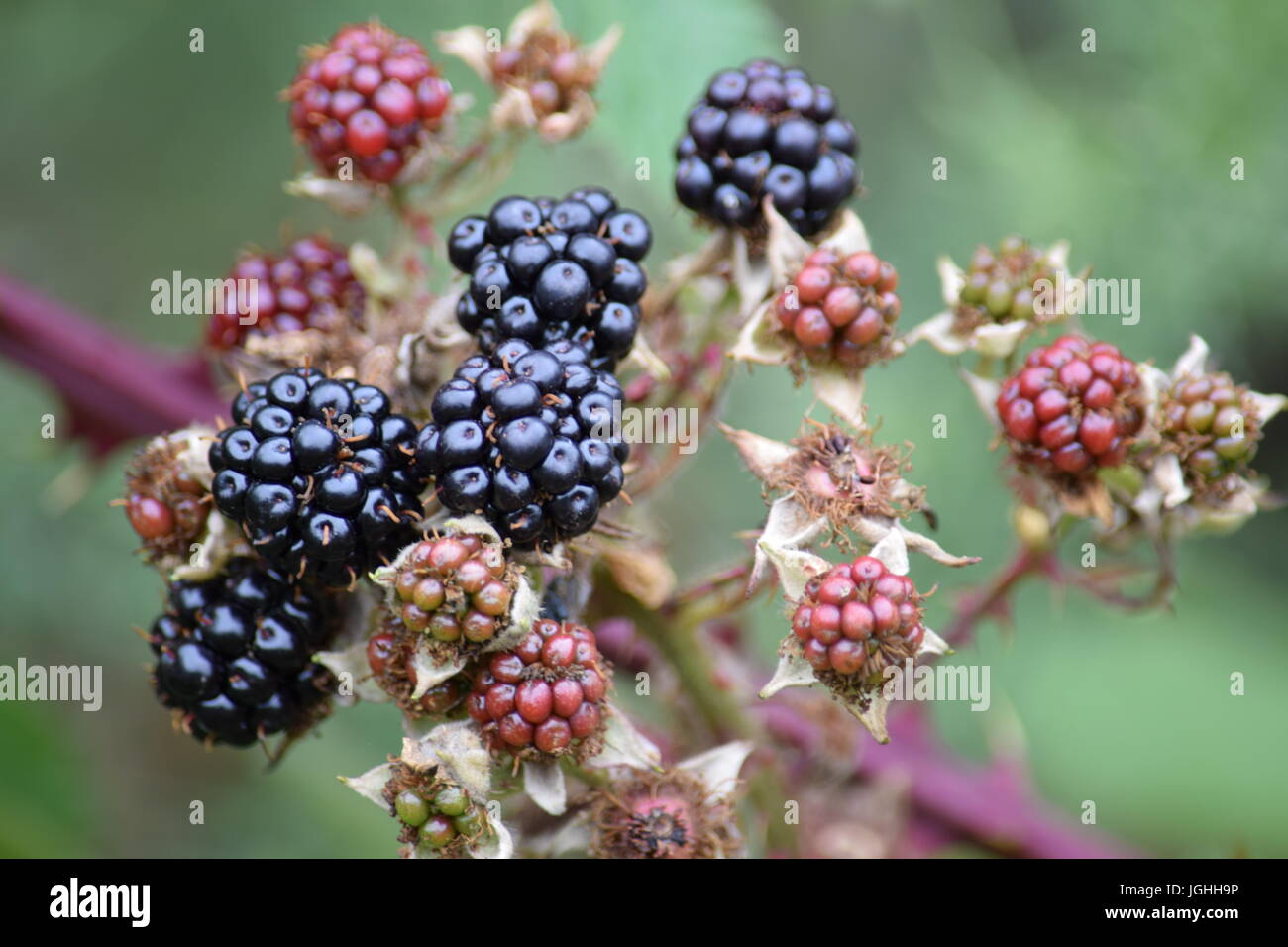 Bramble vine hi-res stock photography and images - Alamy