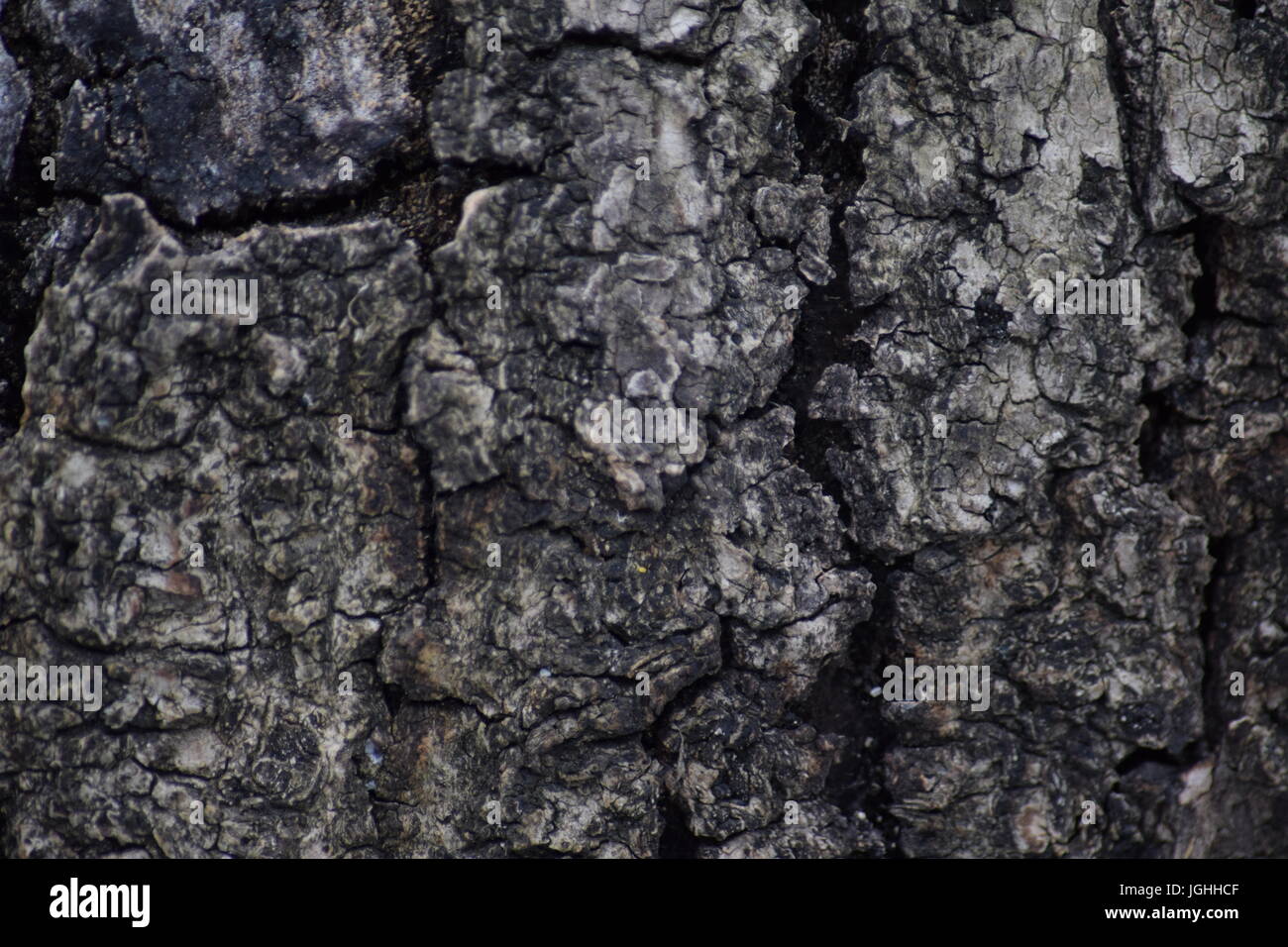 tesxtured grey tree bark Stock Photo - Alamy